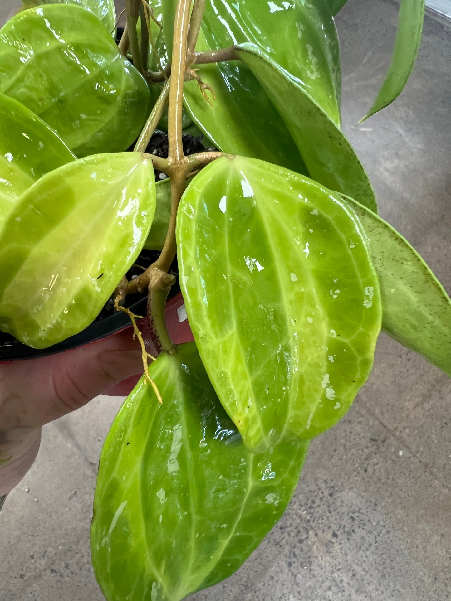 Hoya Macrophylla Baibua – jungleroseinc