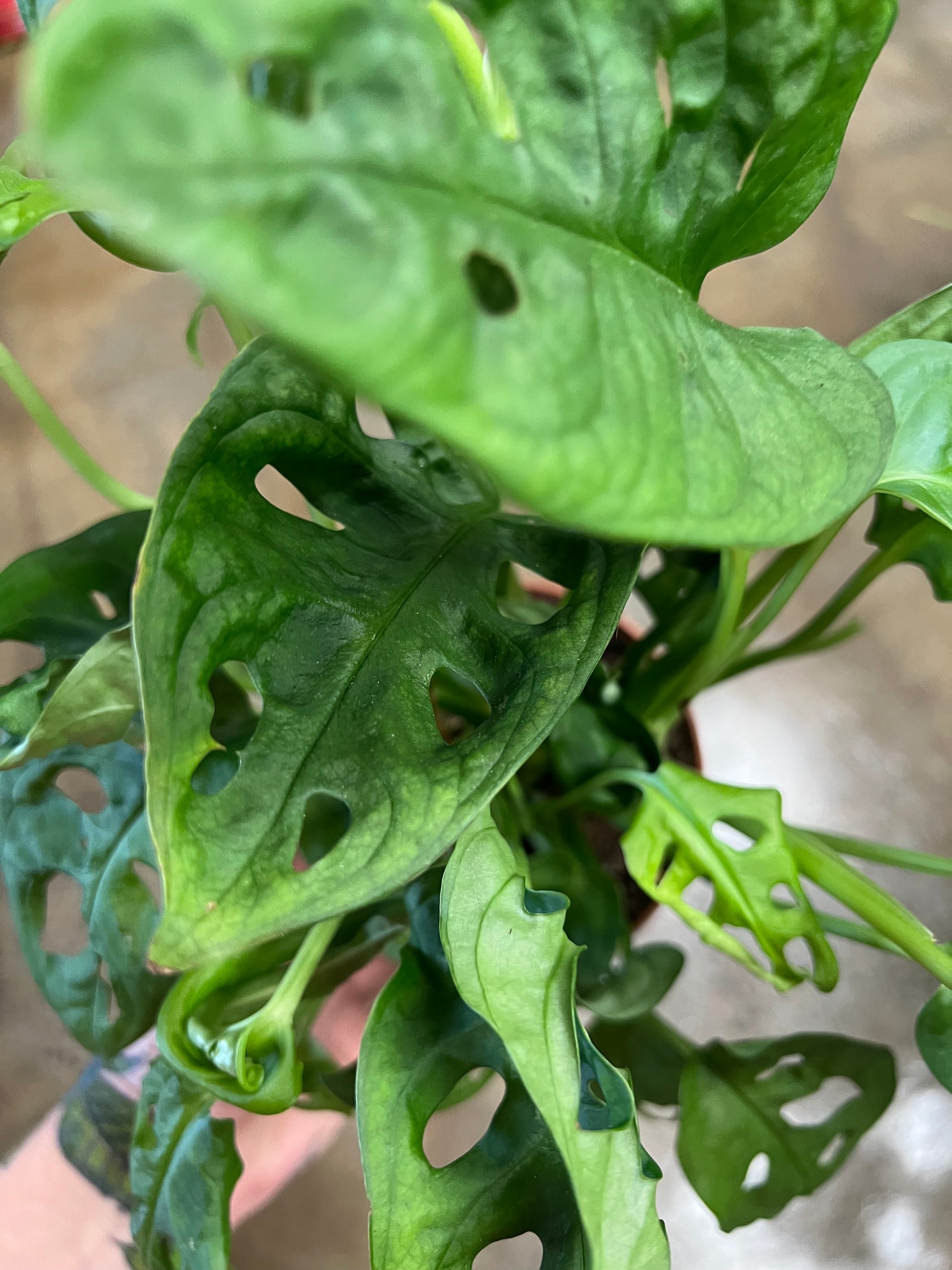 Monstera Adansonii – jungleroseinc