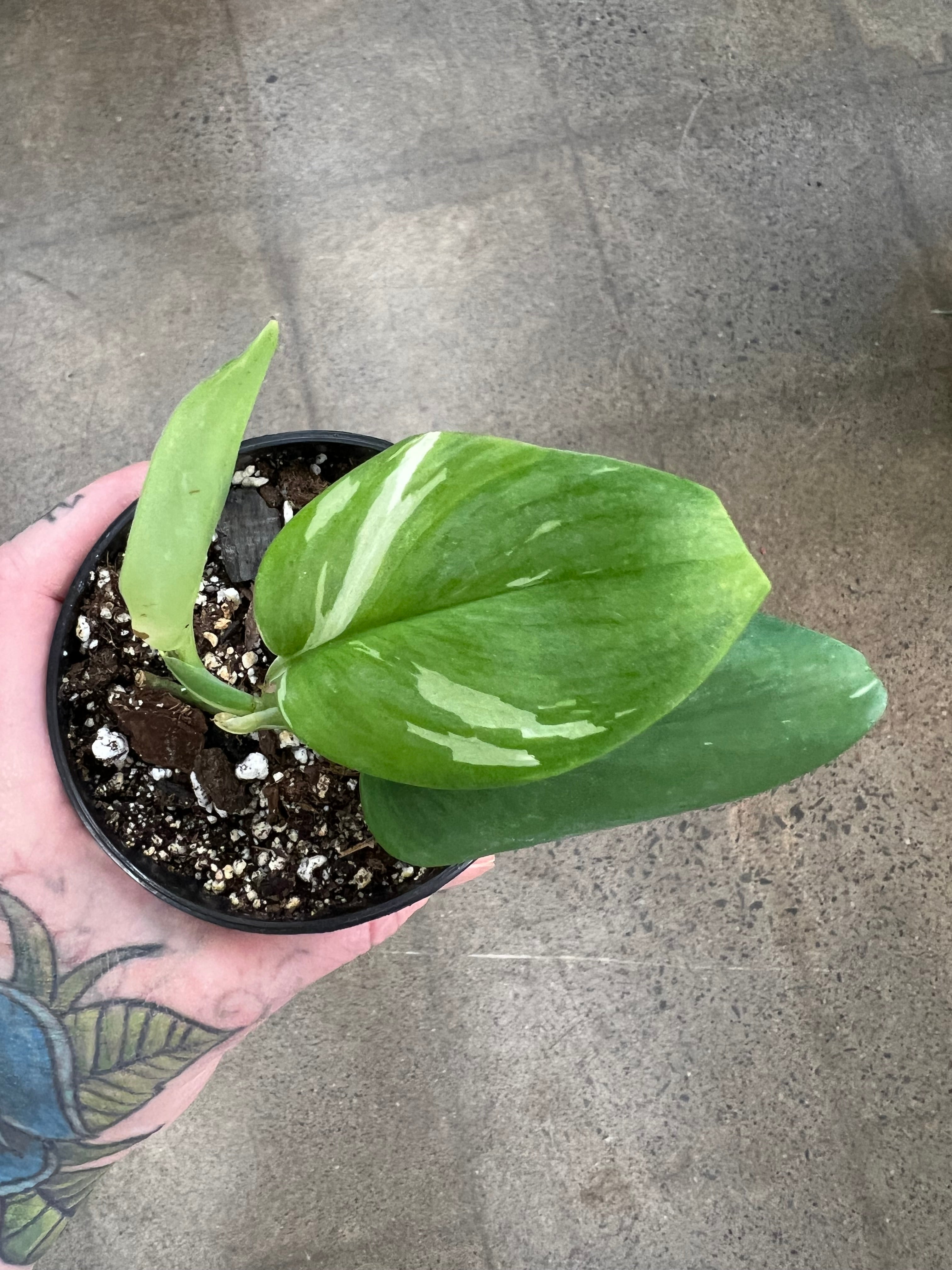 Scindapsus Moonlight Albo – jungleroseinc