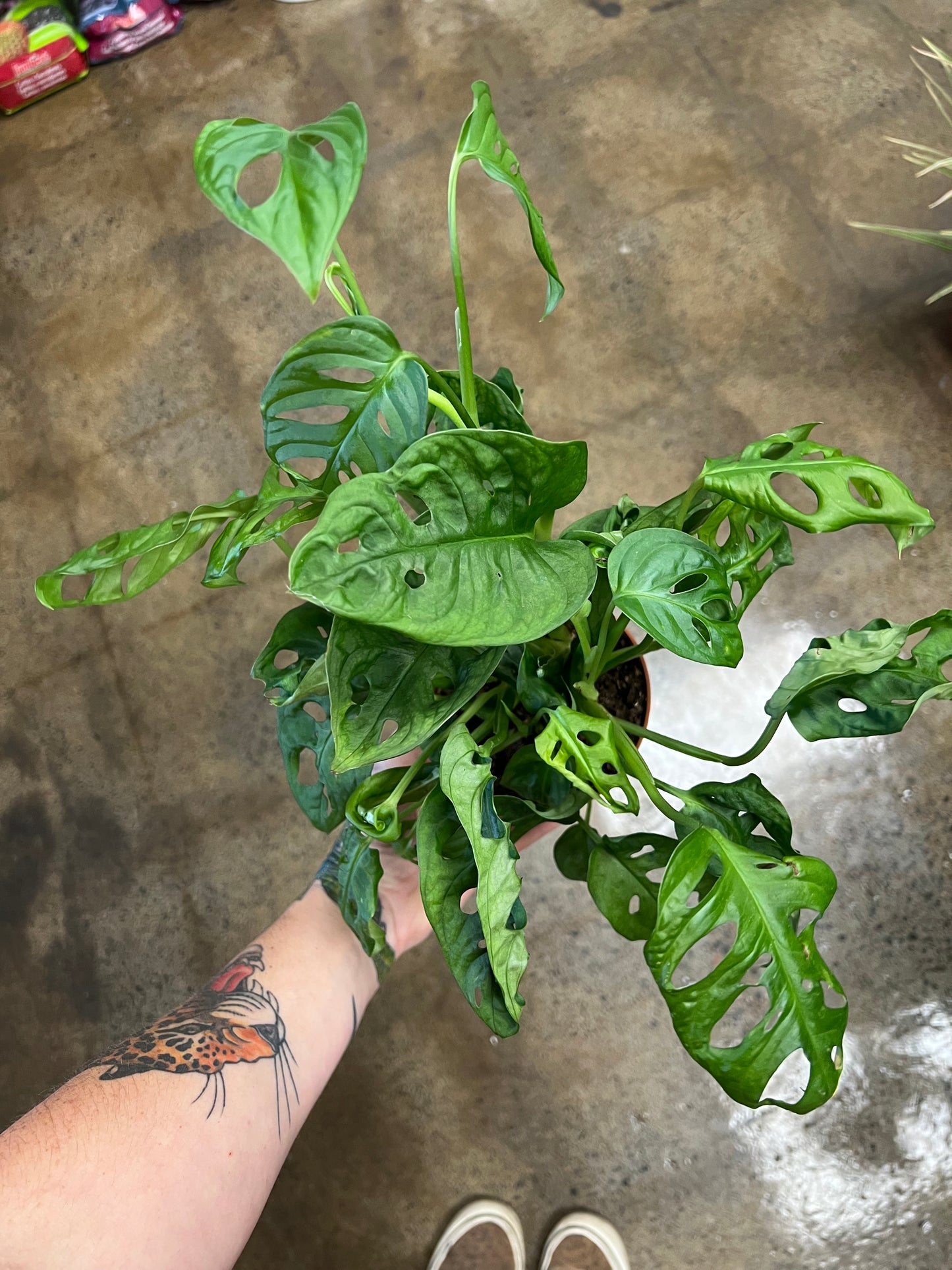 Monstera Adansonii – jungleroseinc