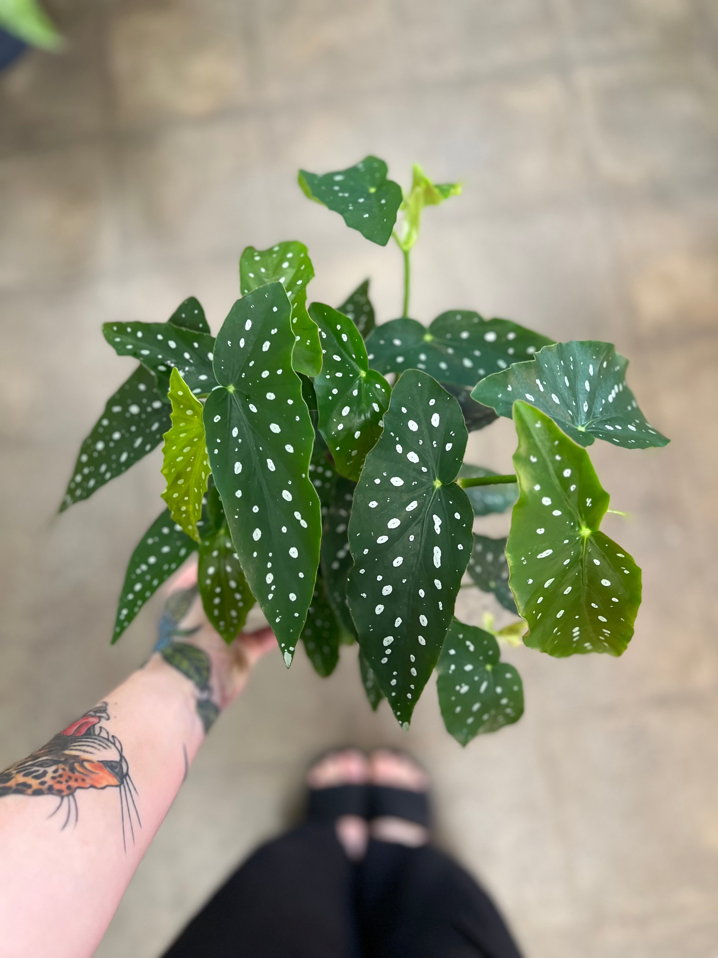 Begonia Maculata – jungleroseinc