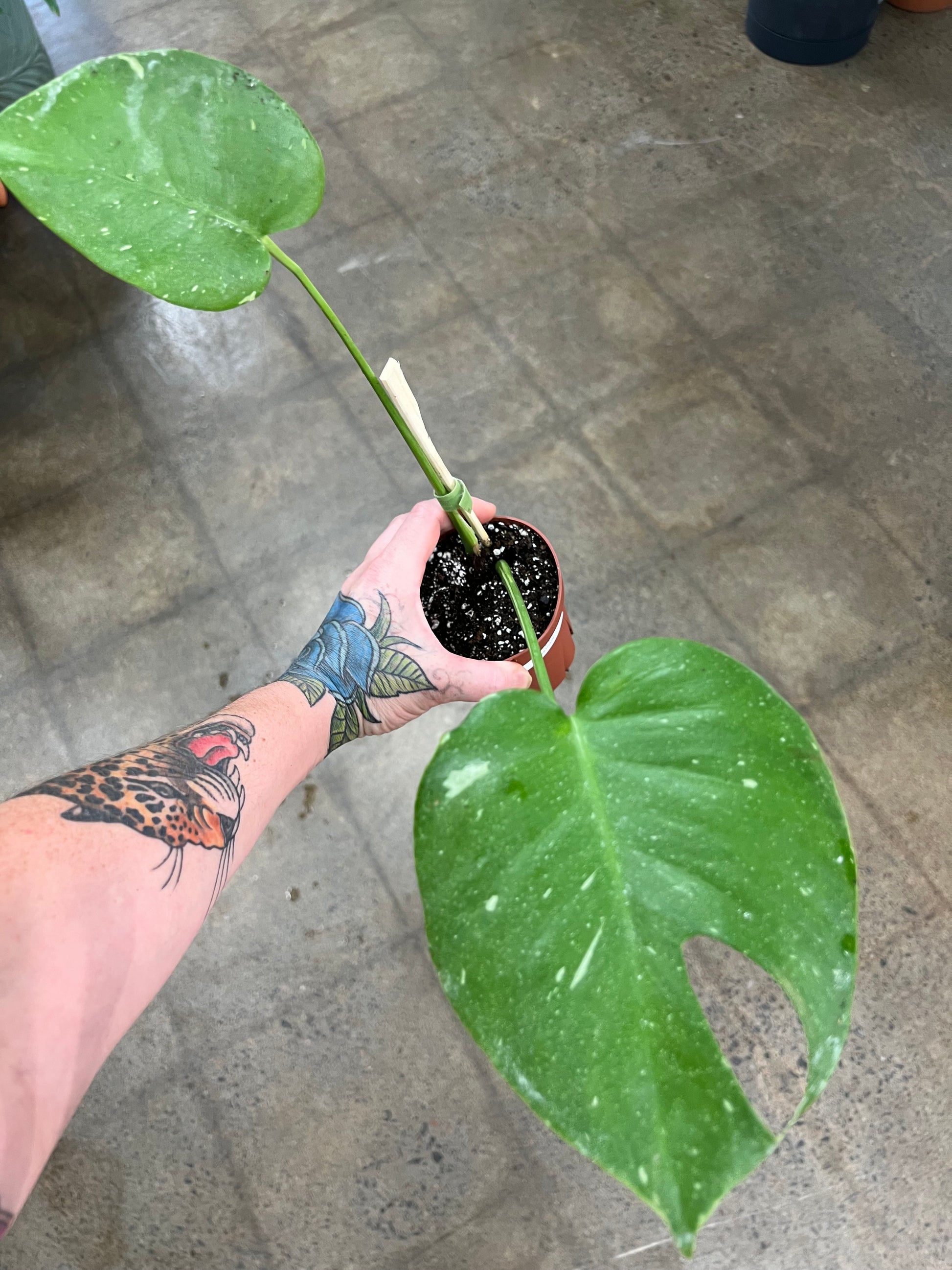 Monstera Thaï Constellation – jungleroseinc