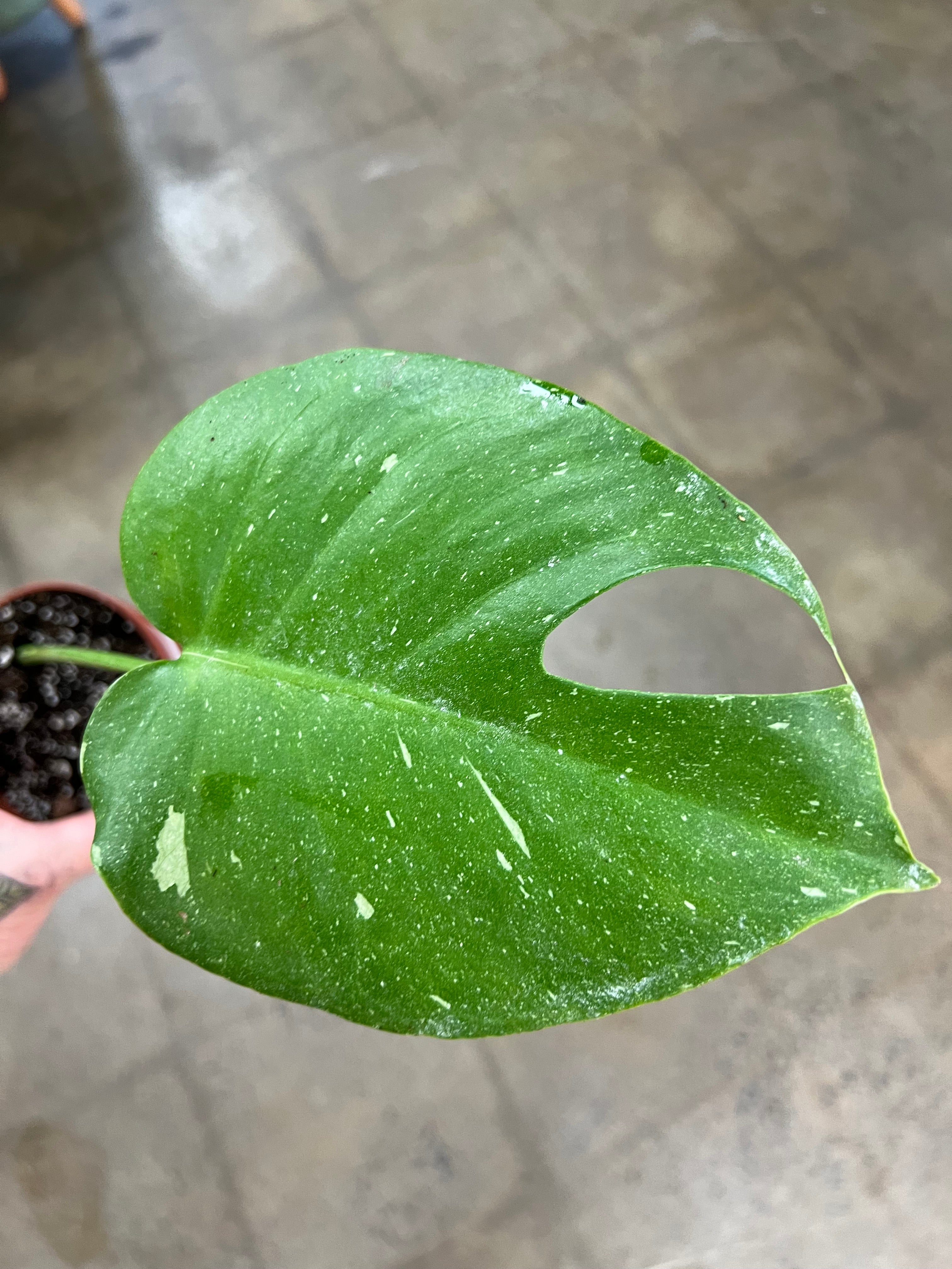 Monstera Thaï Constellation – jungleroseinc