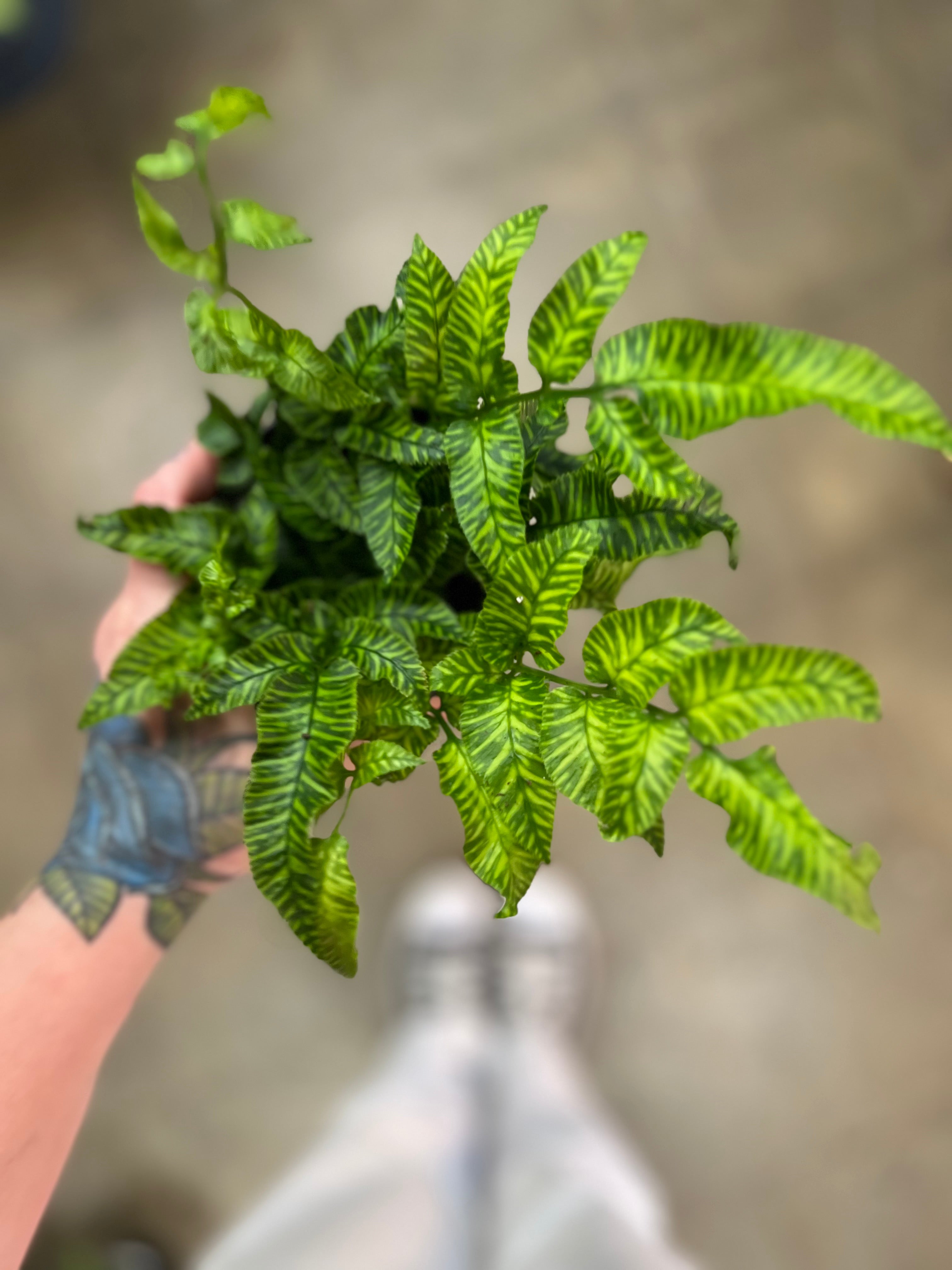 Fern Golden Zebra – jungleroseinc