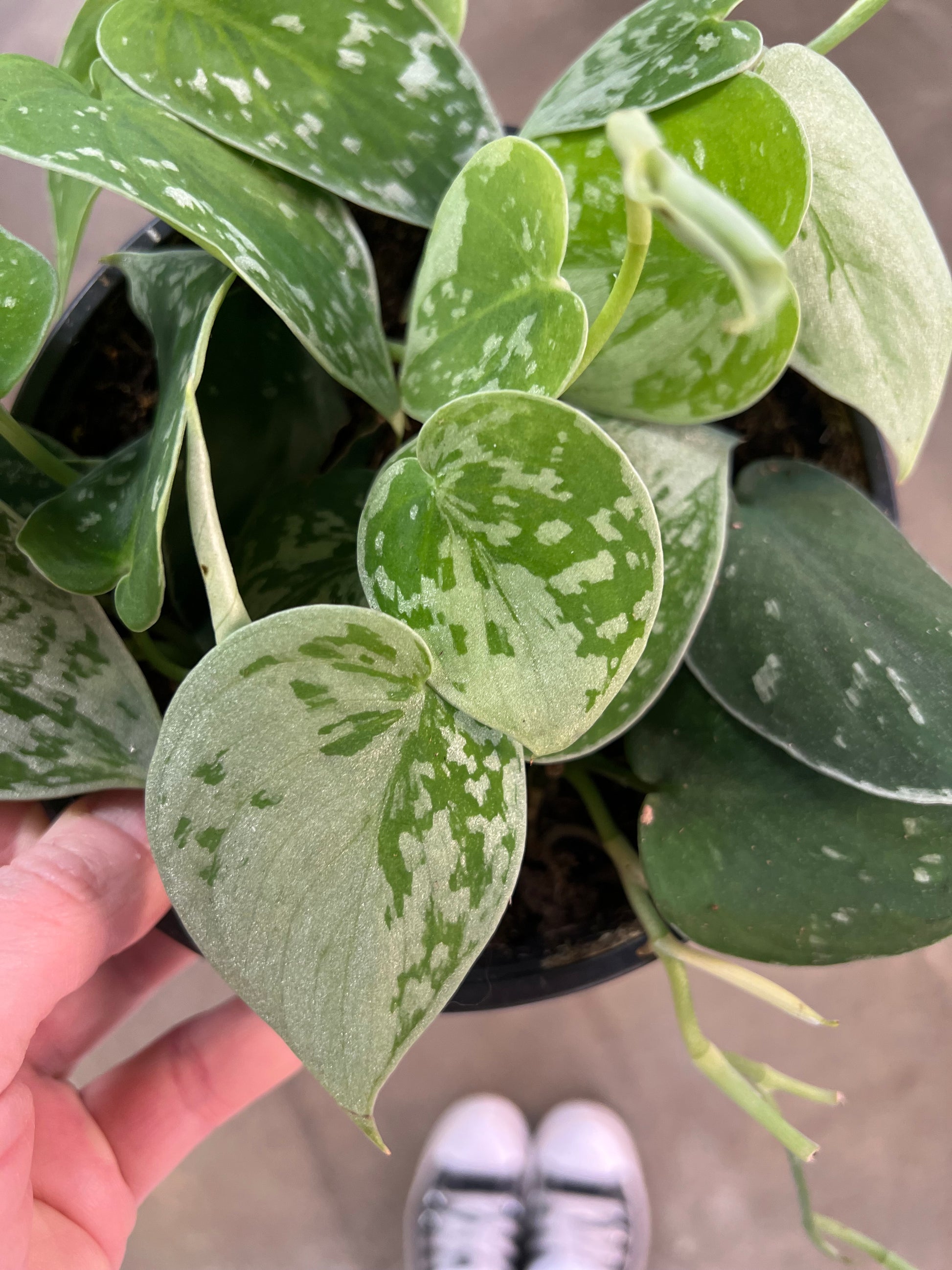 Scindapsus Pictus – jungleroseinc
