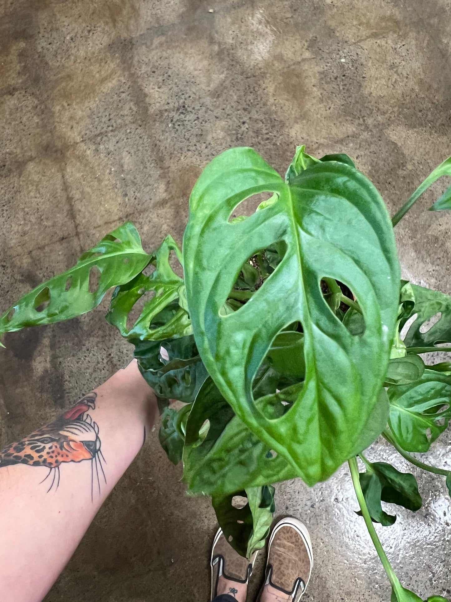 Monstera Adansonii – jungleroseinc