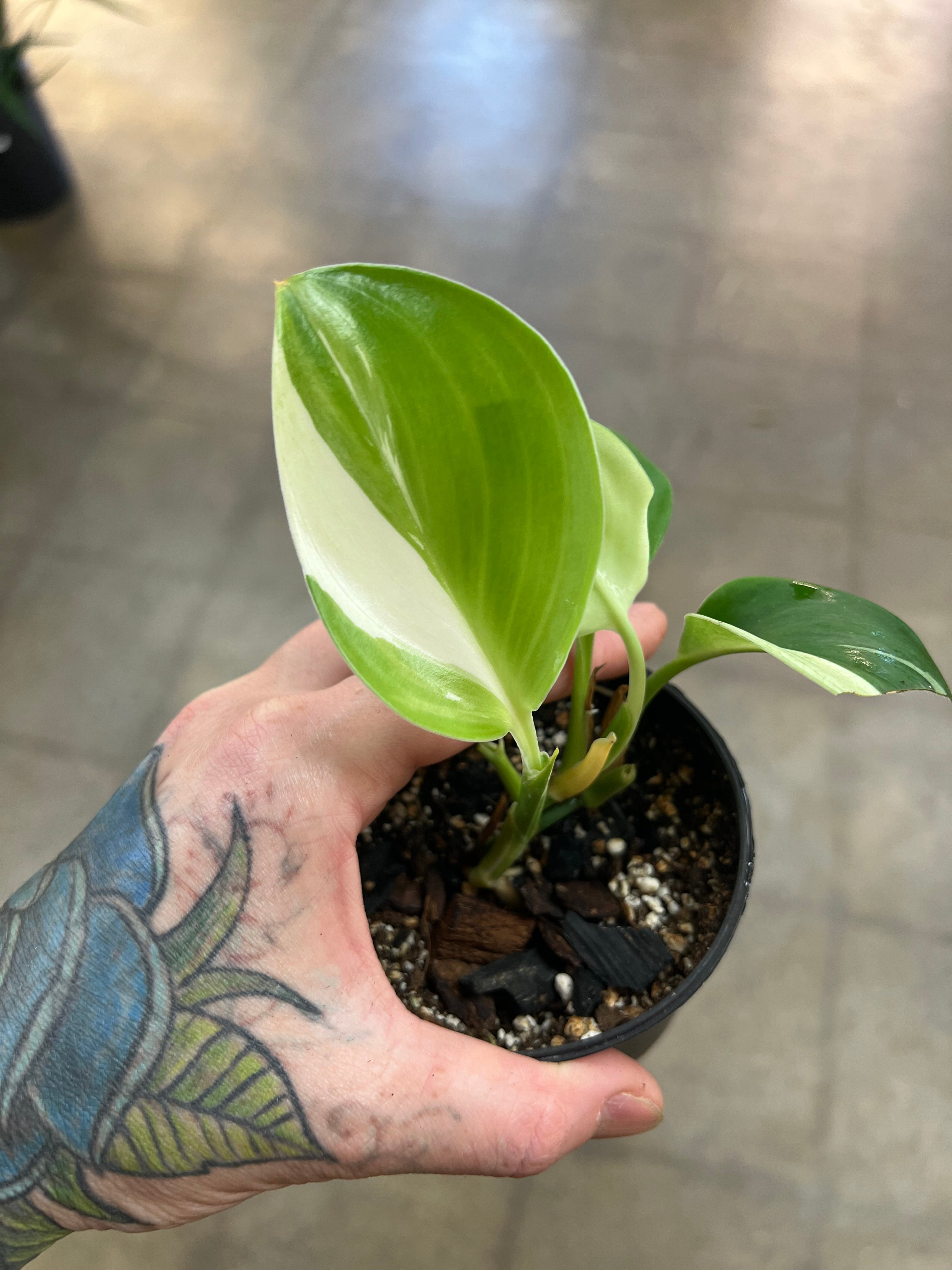 Scindapsus Moonlight Albo – jungleroseinc