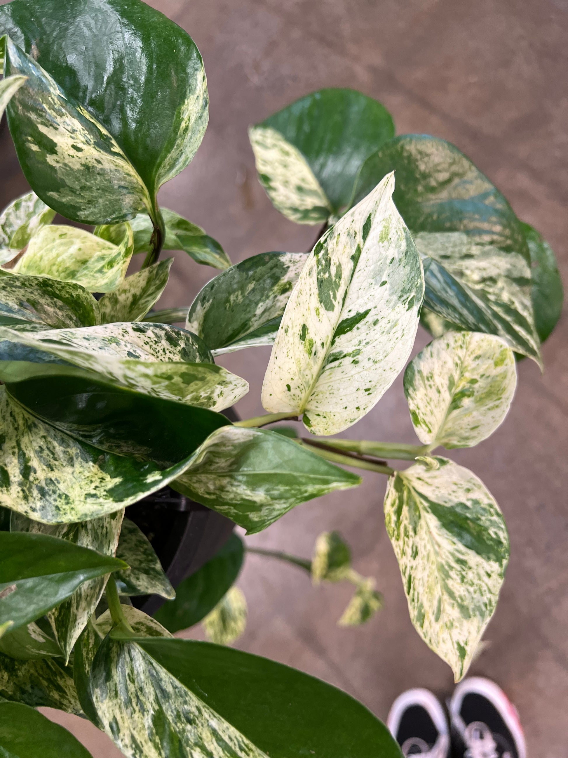 Pothos Marble Queen – jungleroseinc