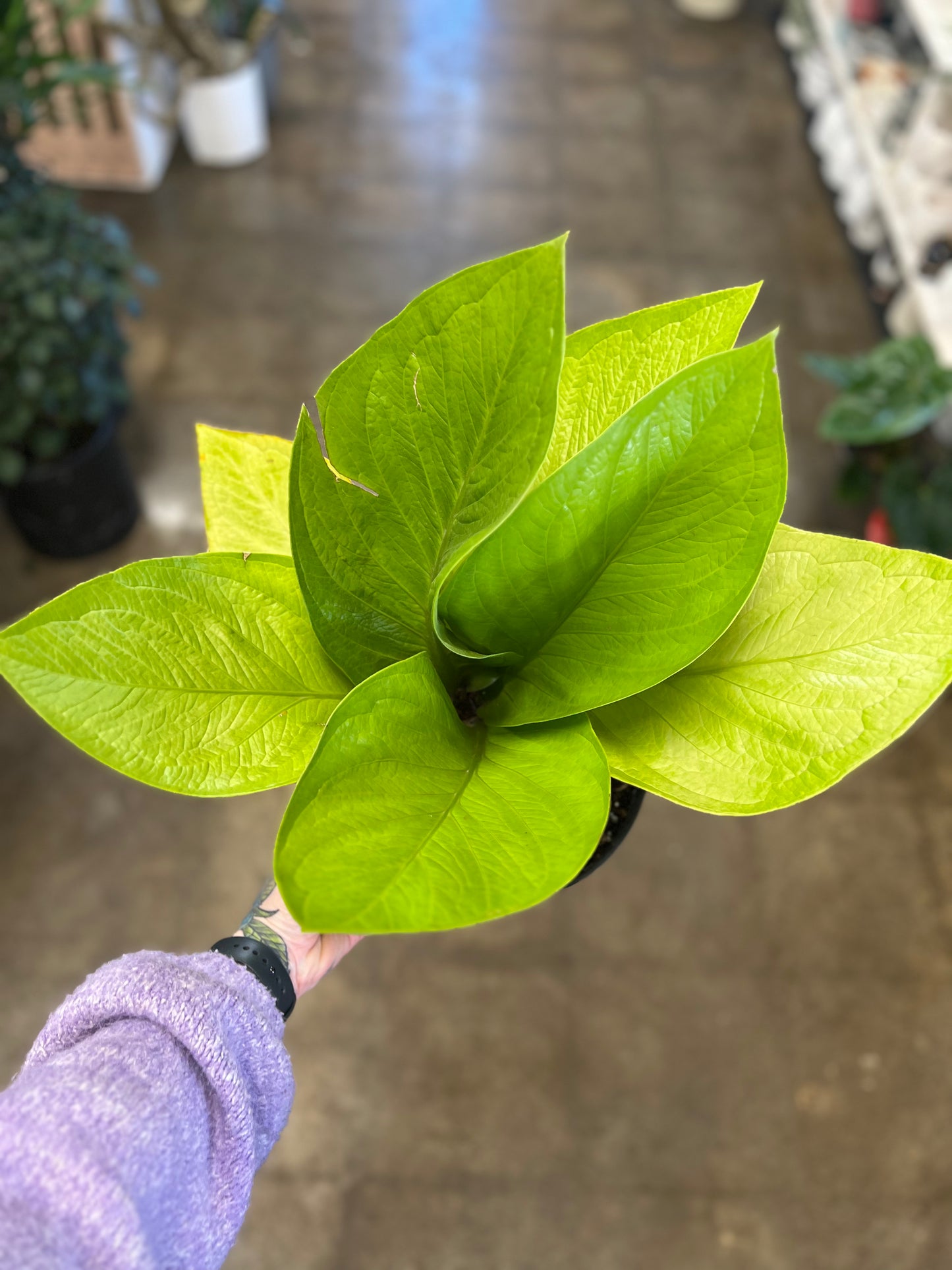 Anthurium King Of Kings – jungleroseinc