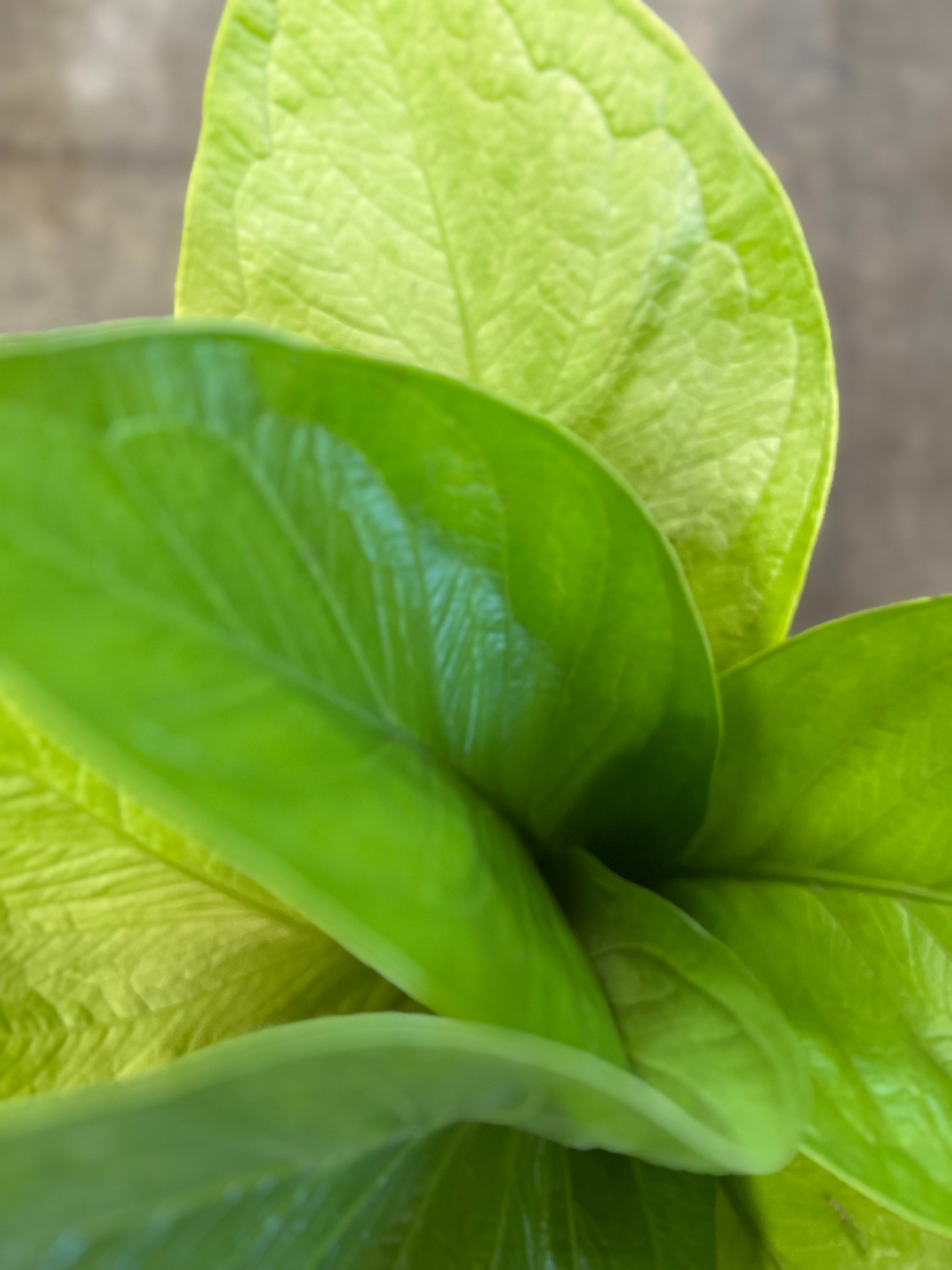 Anthurium King Of Kings – jungleroseinc