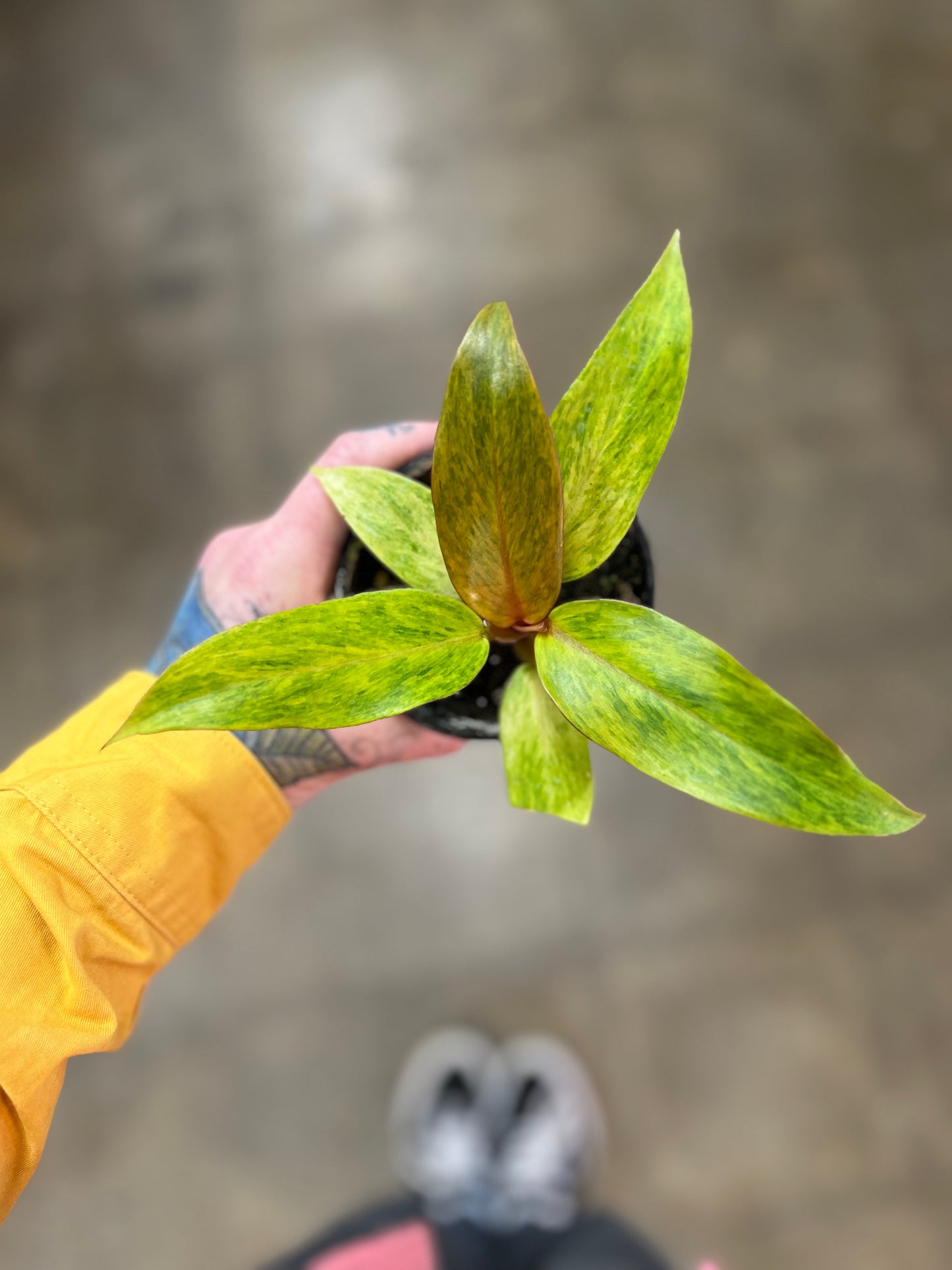 Philodendron Quad Color – jungleroseinc