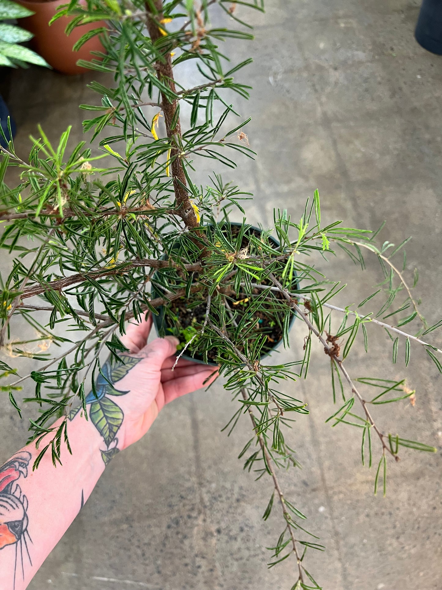 Bonsai Powder Puff – jungleroseinc