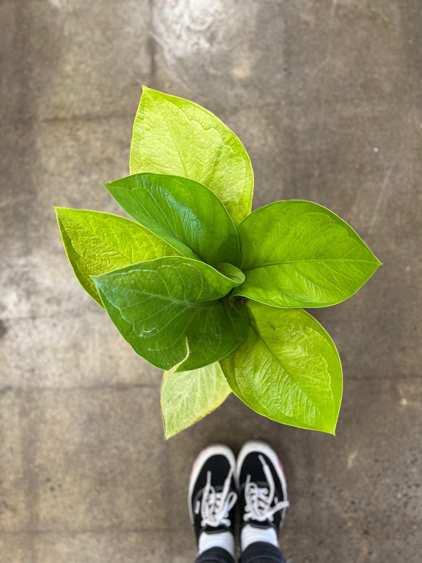 Anthurium King Of Kings – jungleroseinc