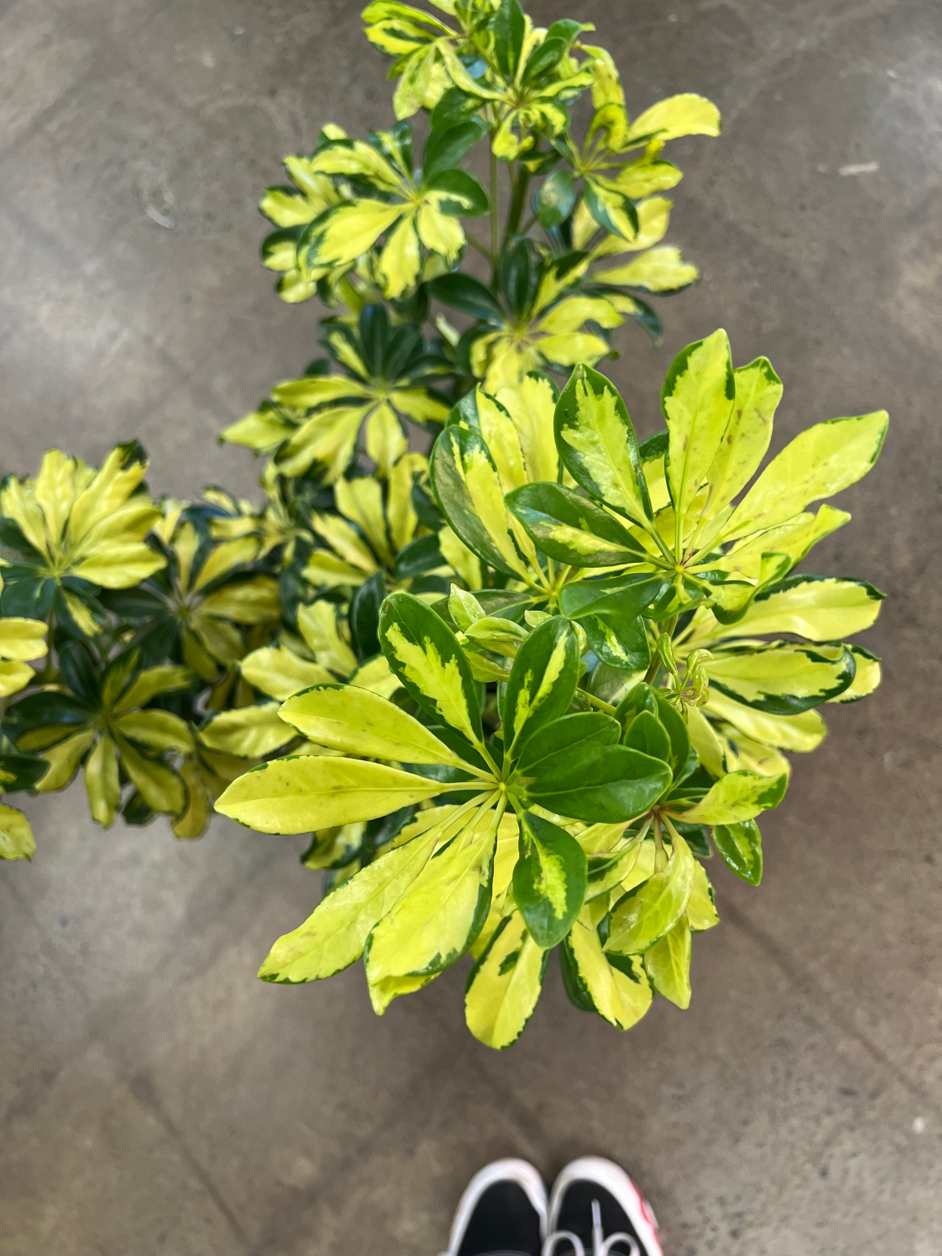 Schefflera Arboricola Trinette – jungleroseinc