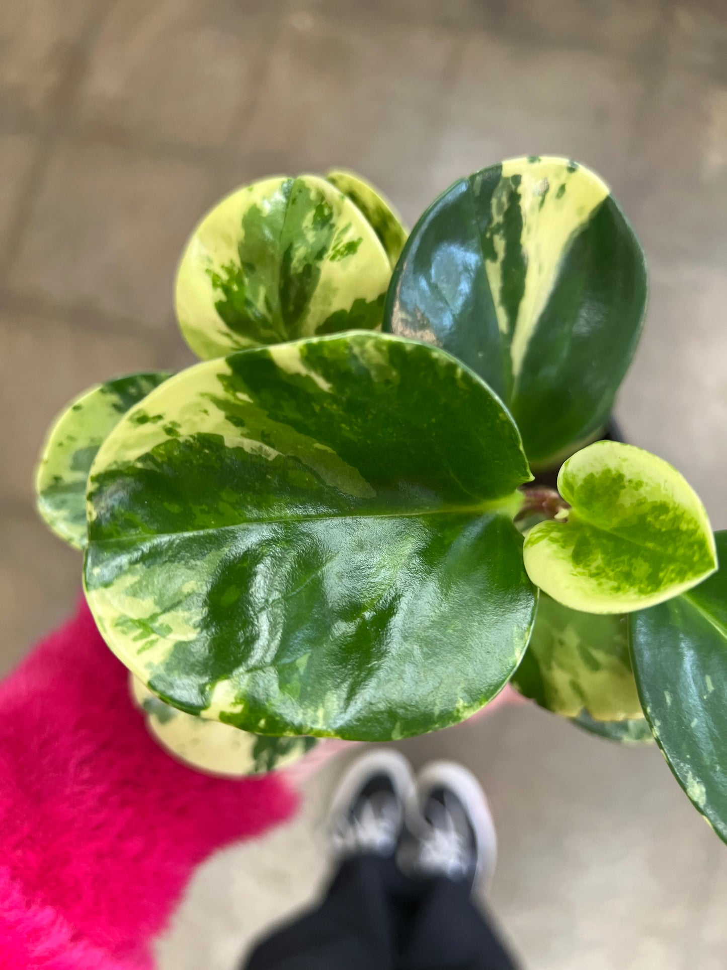 Peperomia Marble – jungleroseinc