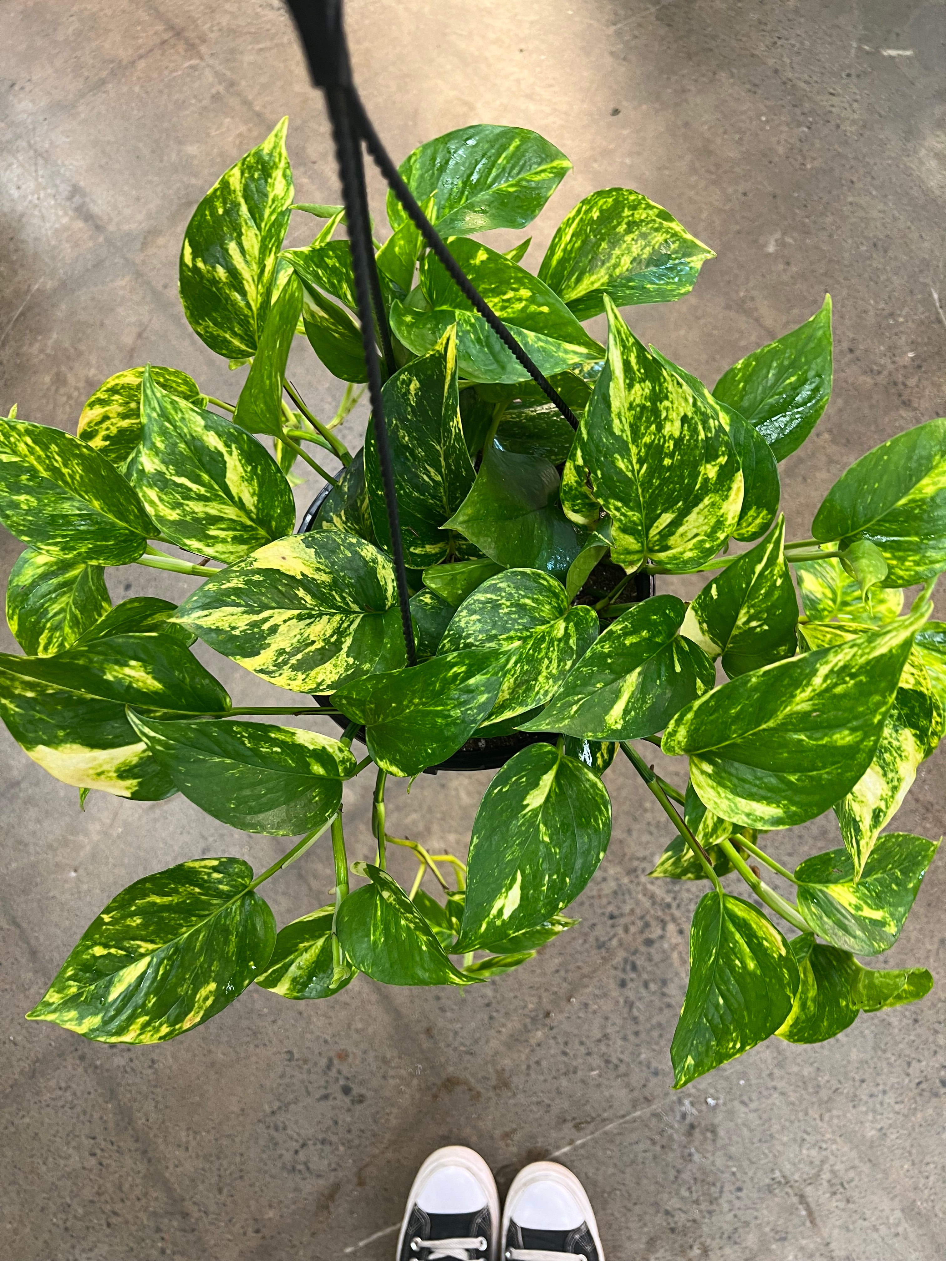 Pothos Hawaiian – jungleroseinc