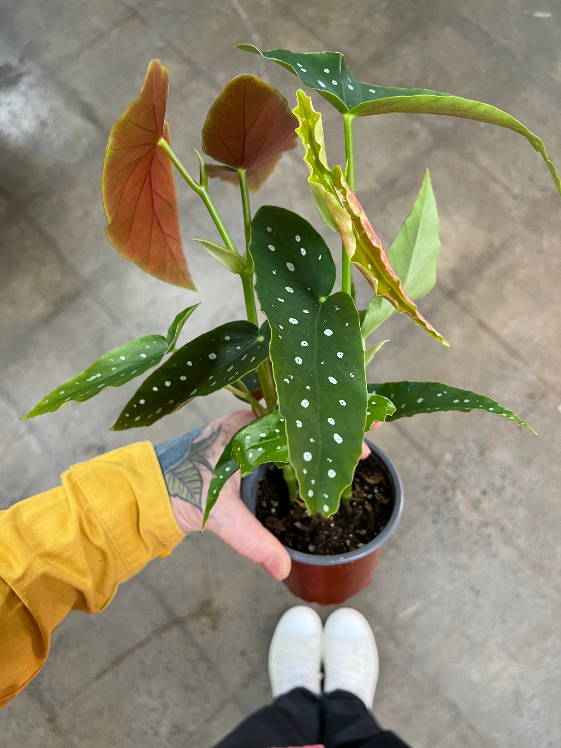 Bégonia Maculata – jungleroseinc