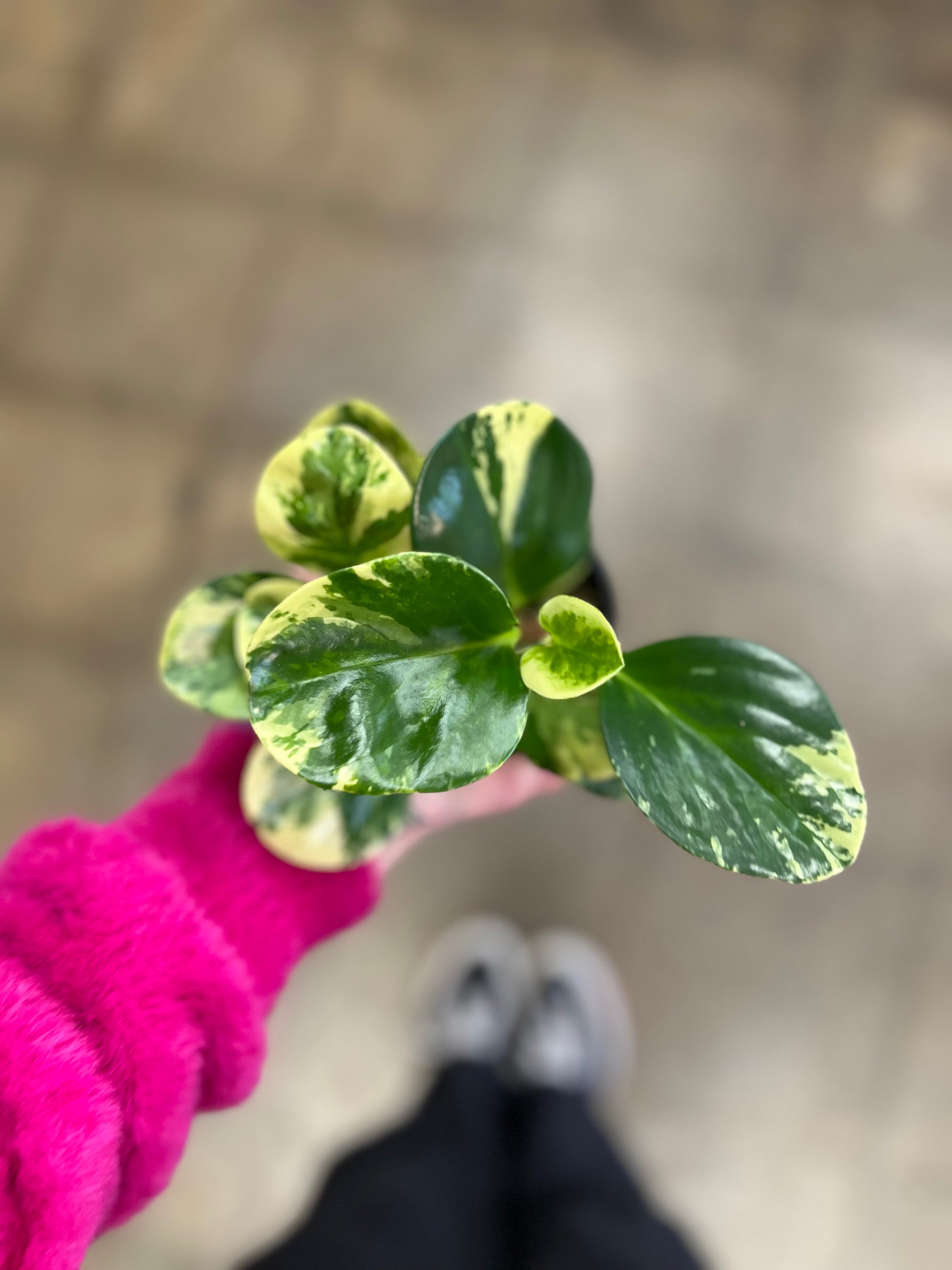 Peperomia Marble – jungleroseinc