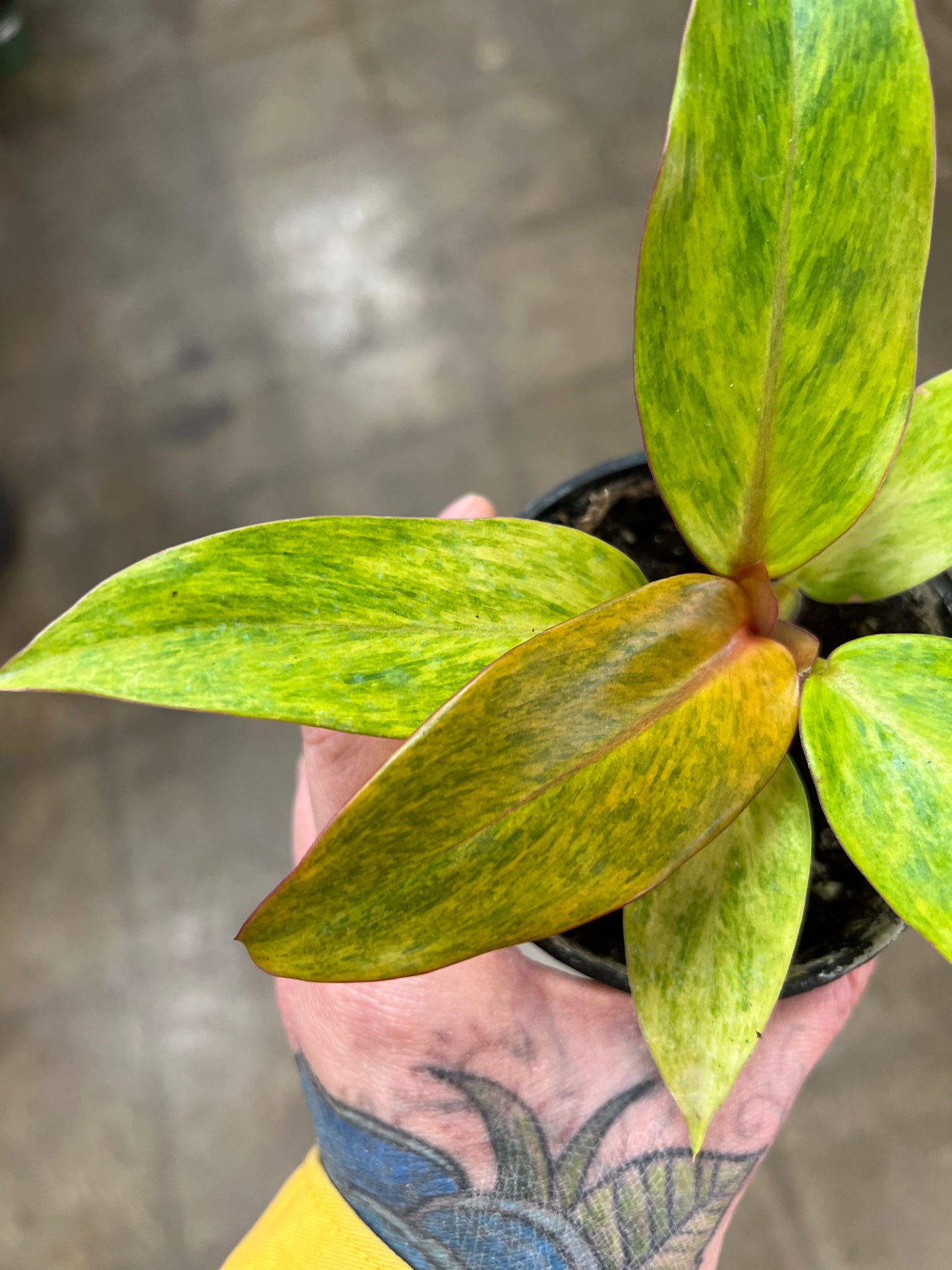 Philodendron Quad Color – jungleroseinc