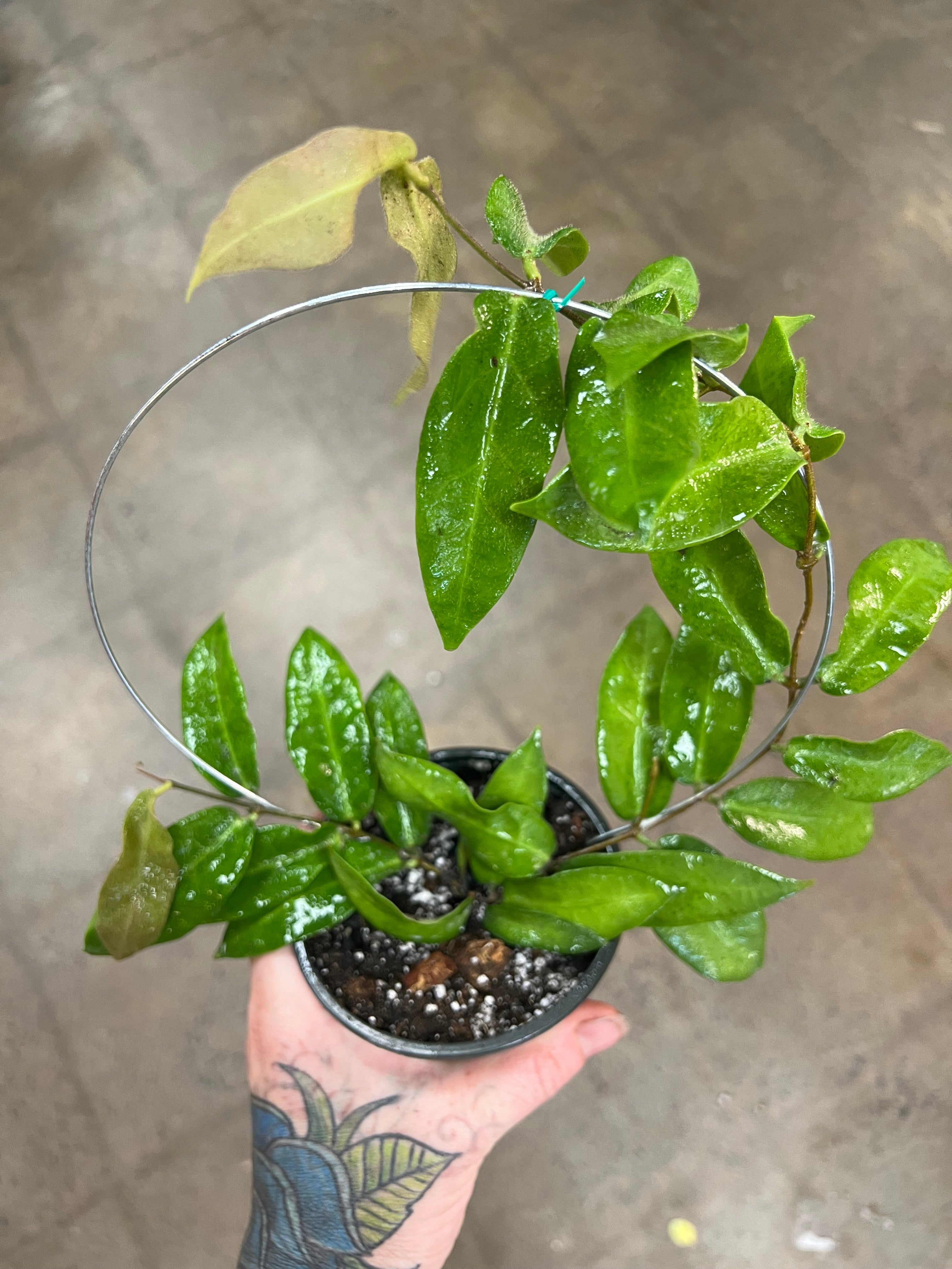 Hoya Patella Pink Flower – jungleroseinc