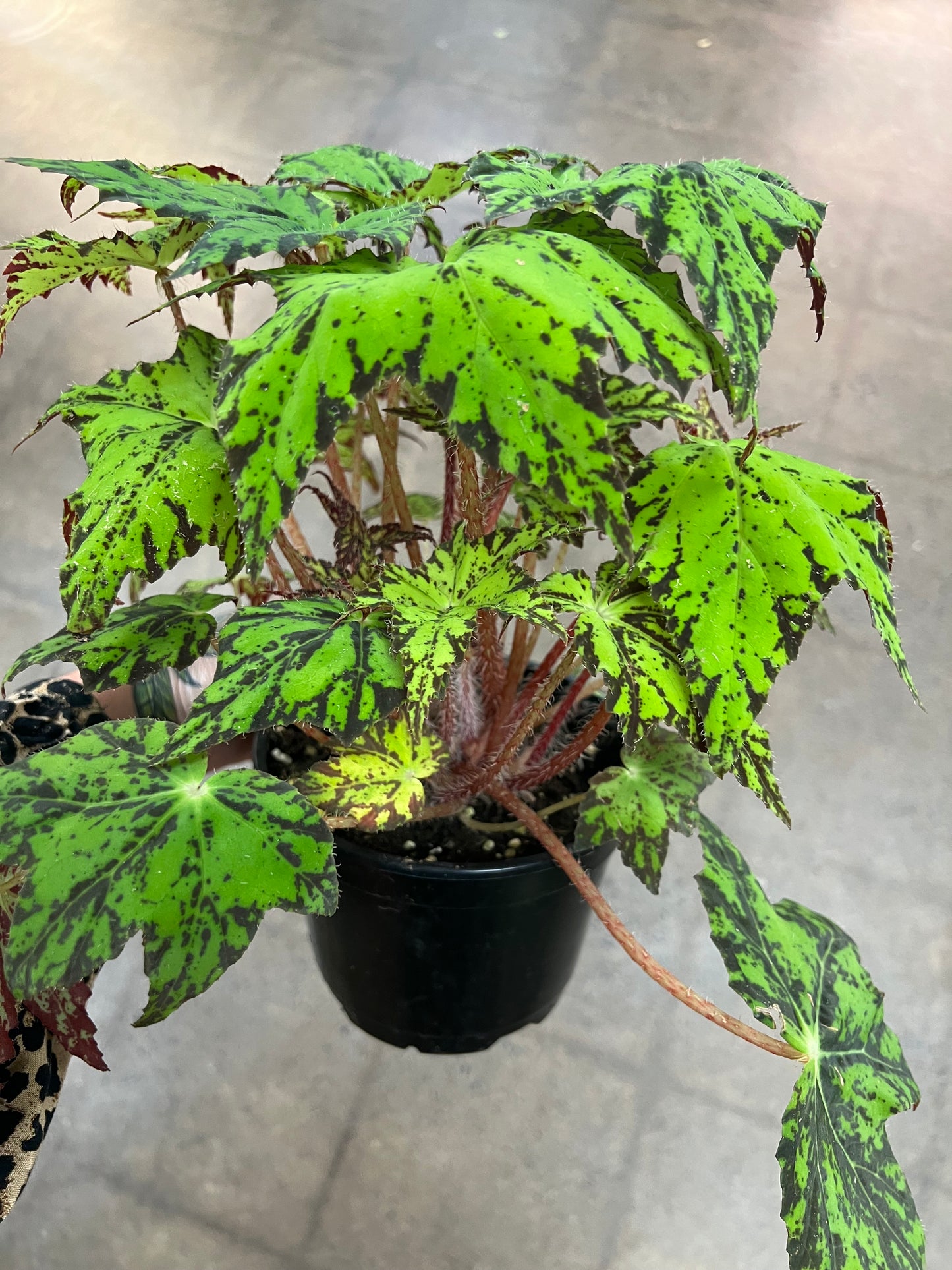 Begonia Geometry – jungleroseinc