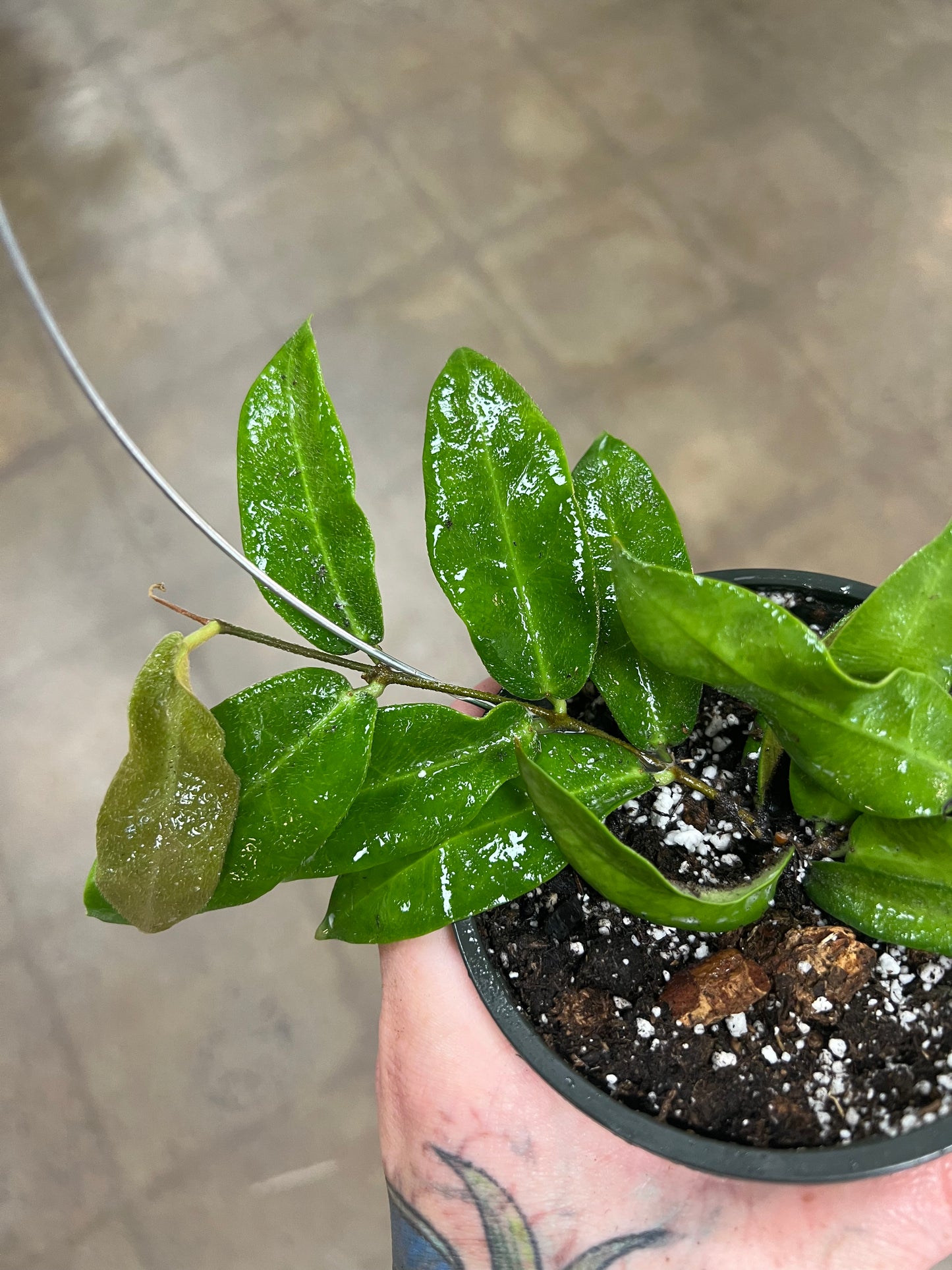 Hoya Patella Pink Flower – jungleroseinc