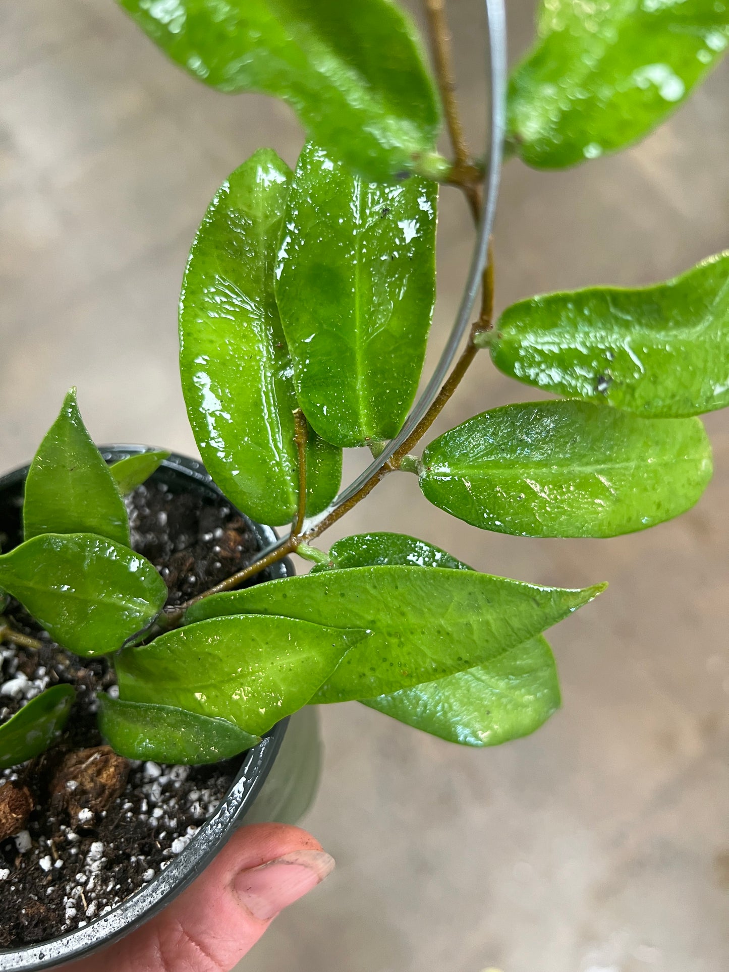 Hoya Patella Pink Flower – jungleroseinc