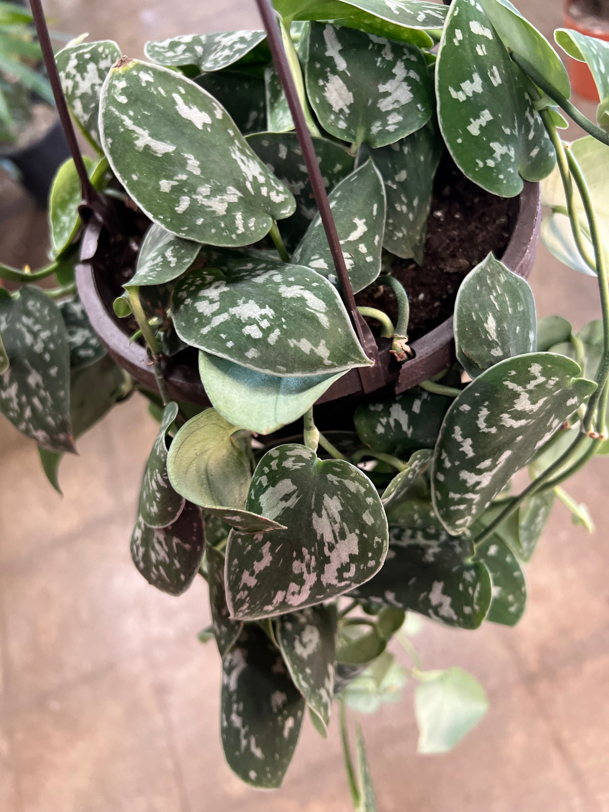 Scindapsus Picta Silver – jungleroseinc