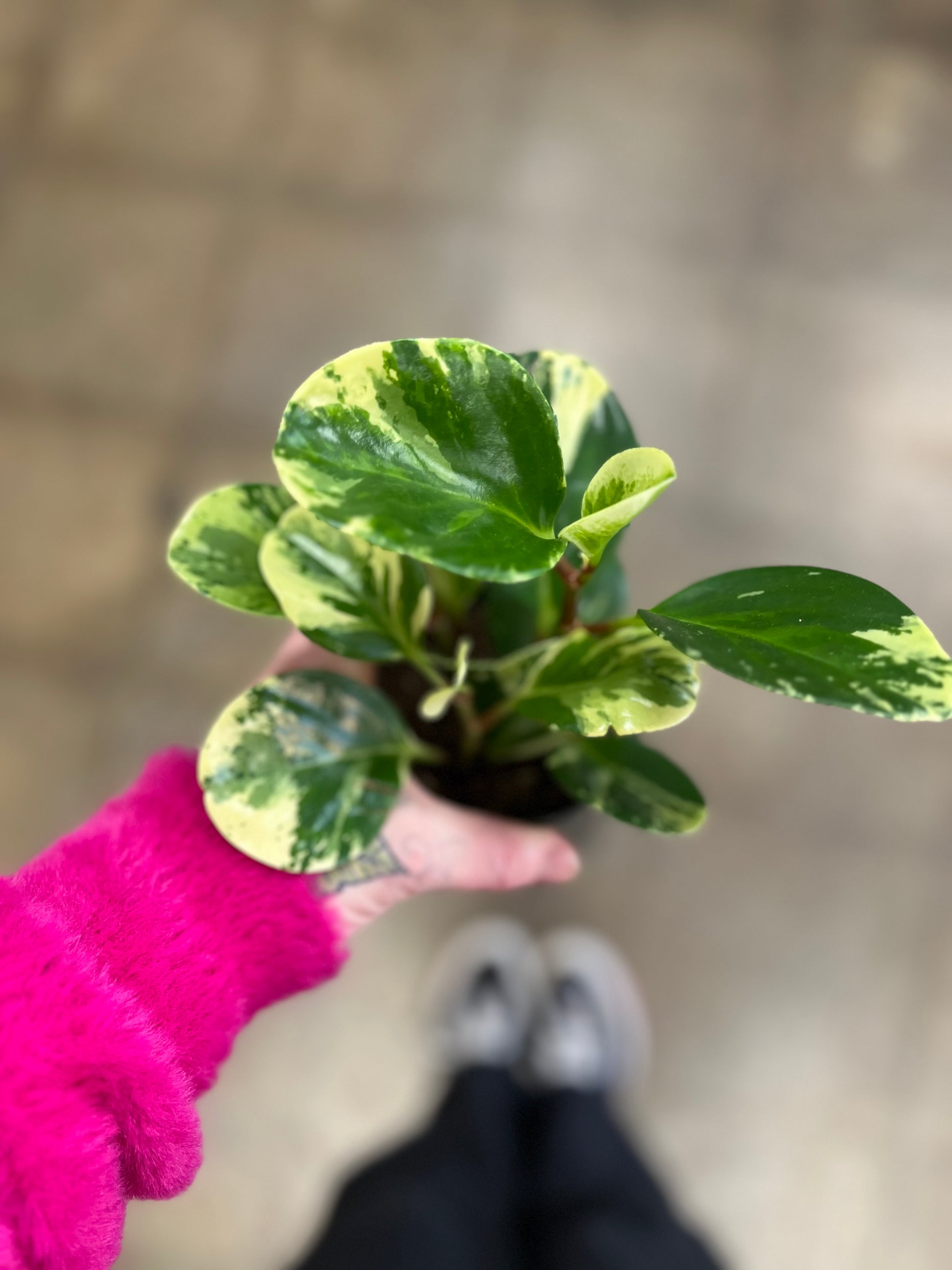 Peperomia Marble – jungleroseinc