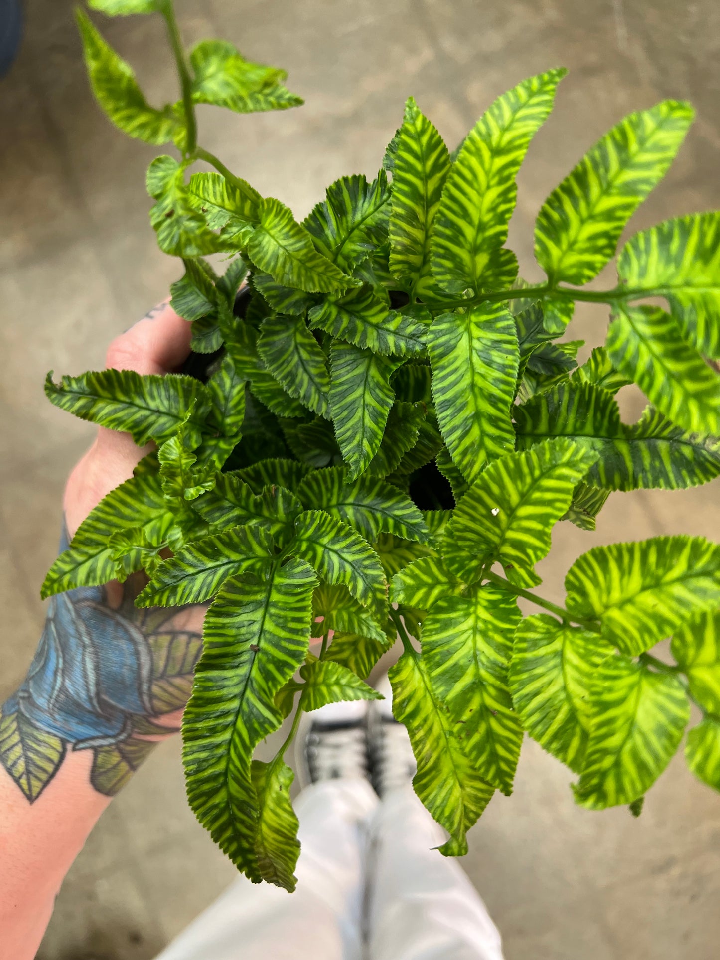 Fern Golden Zebra – jungleroseinc