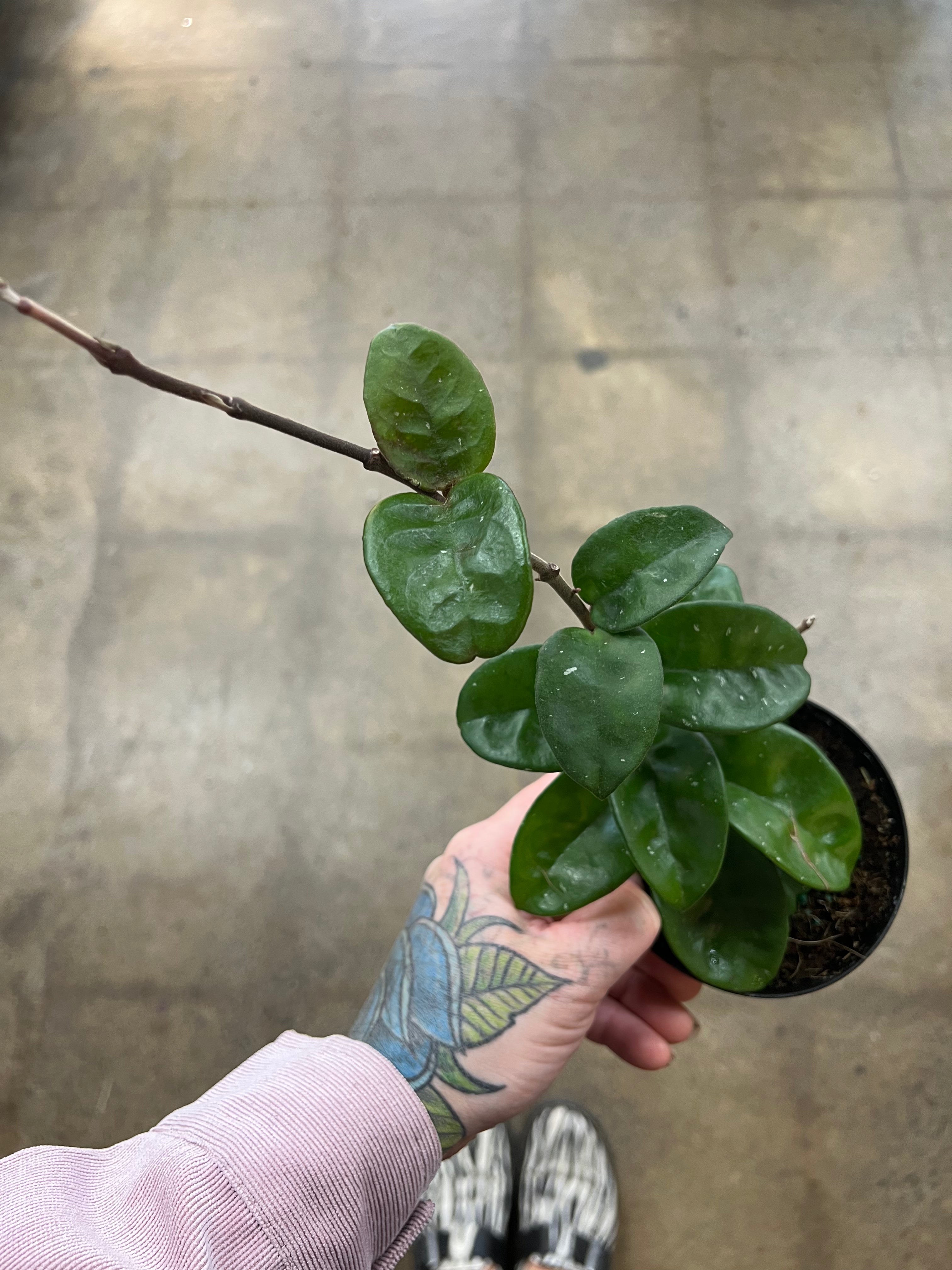 Hoya Krinkle – jungleroseinc