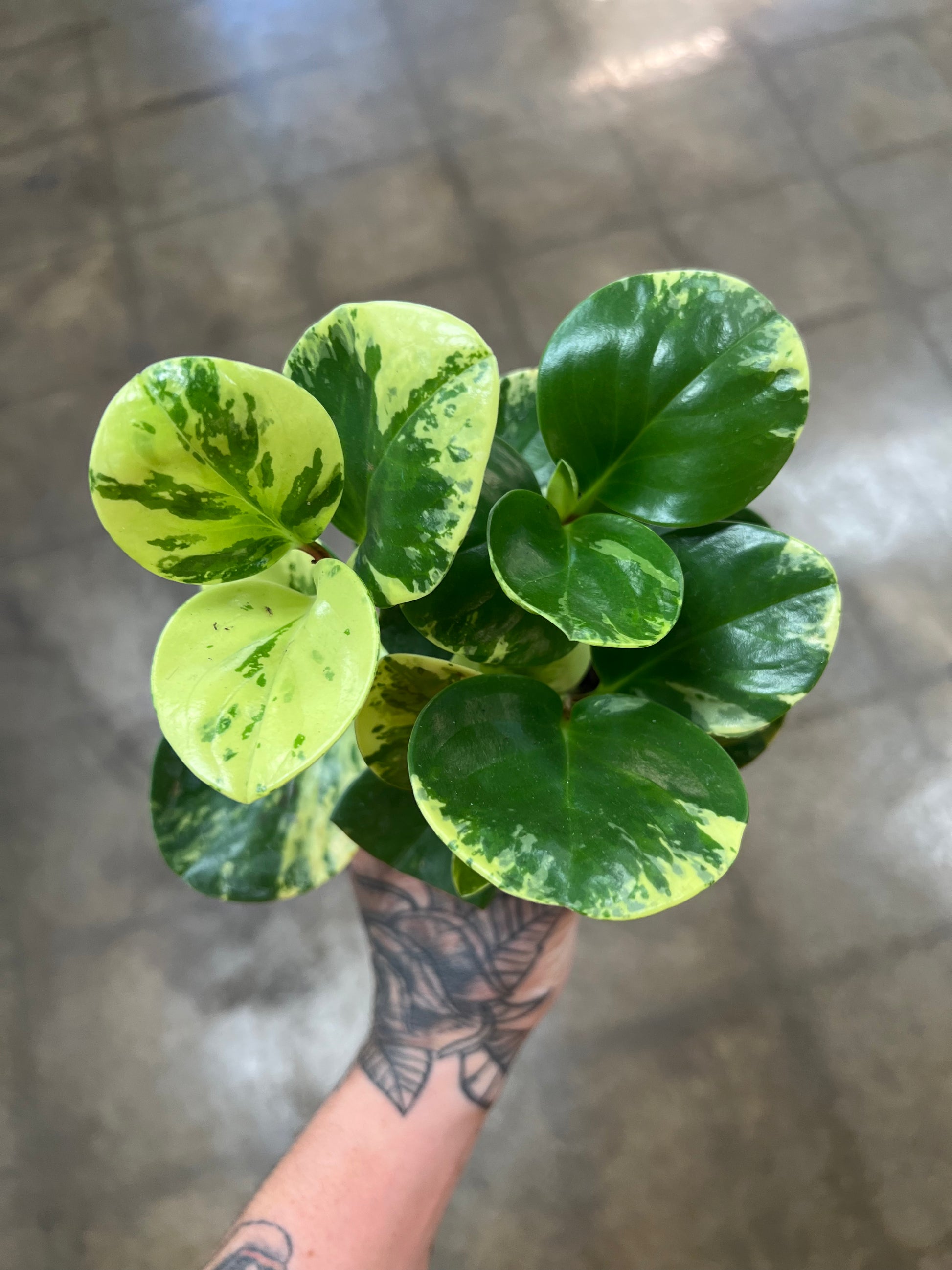 Peperomia Obtusifolia Marble – jungleroseinc