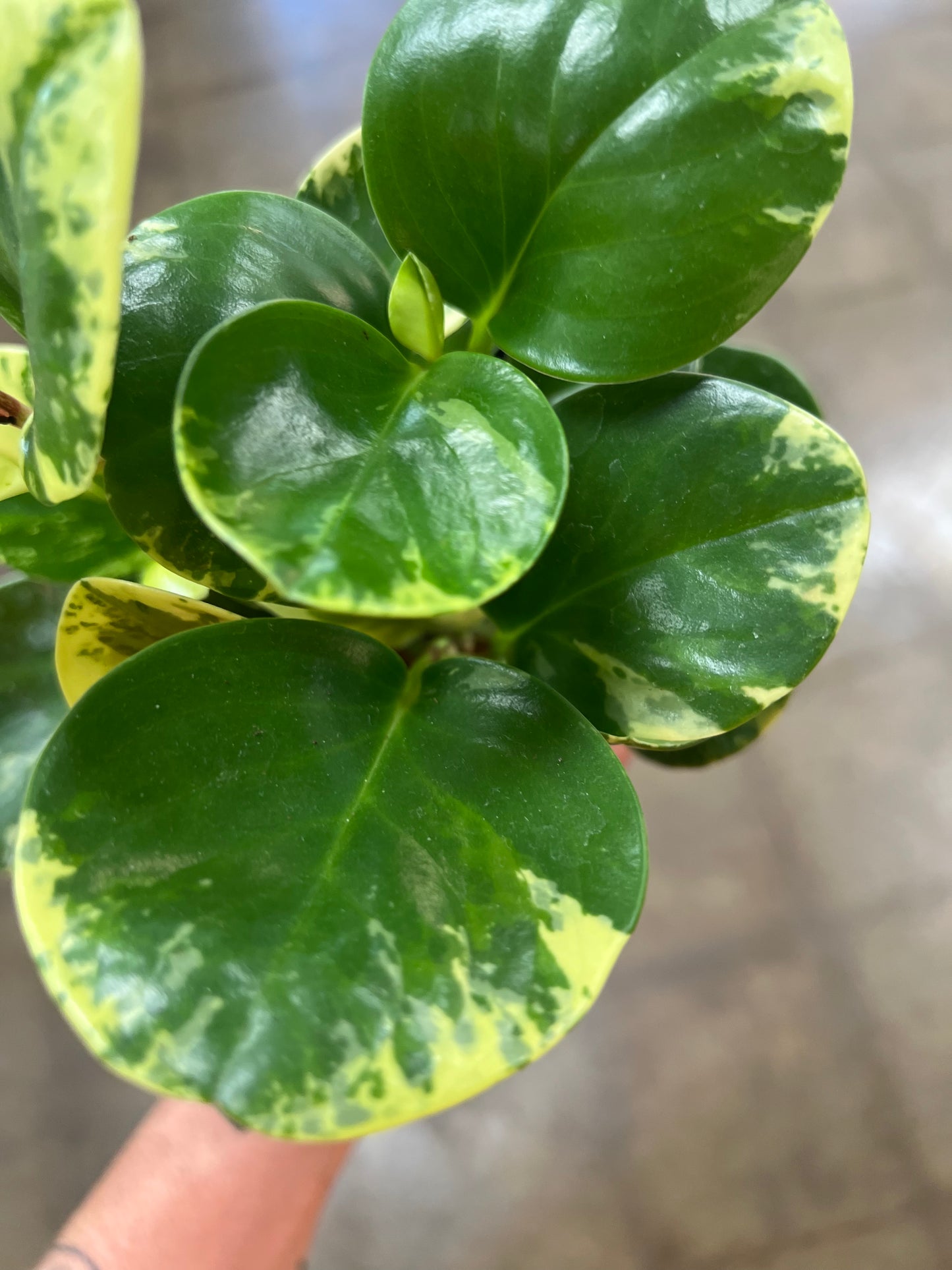 Peperomia Obtusifolia Marble – jungleroseinc