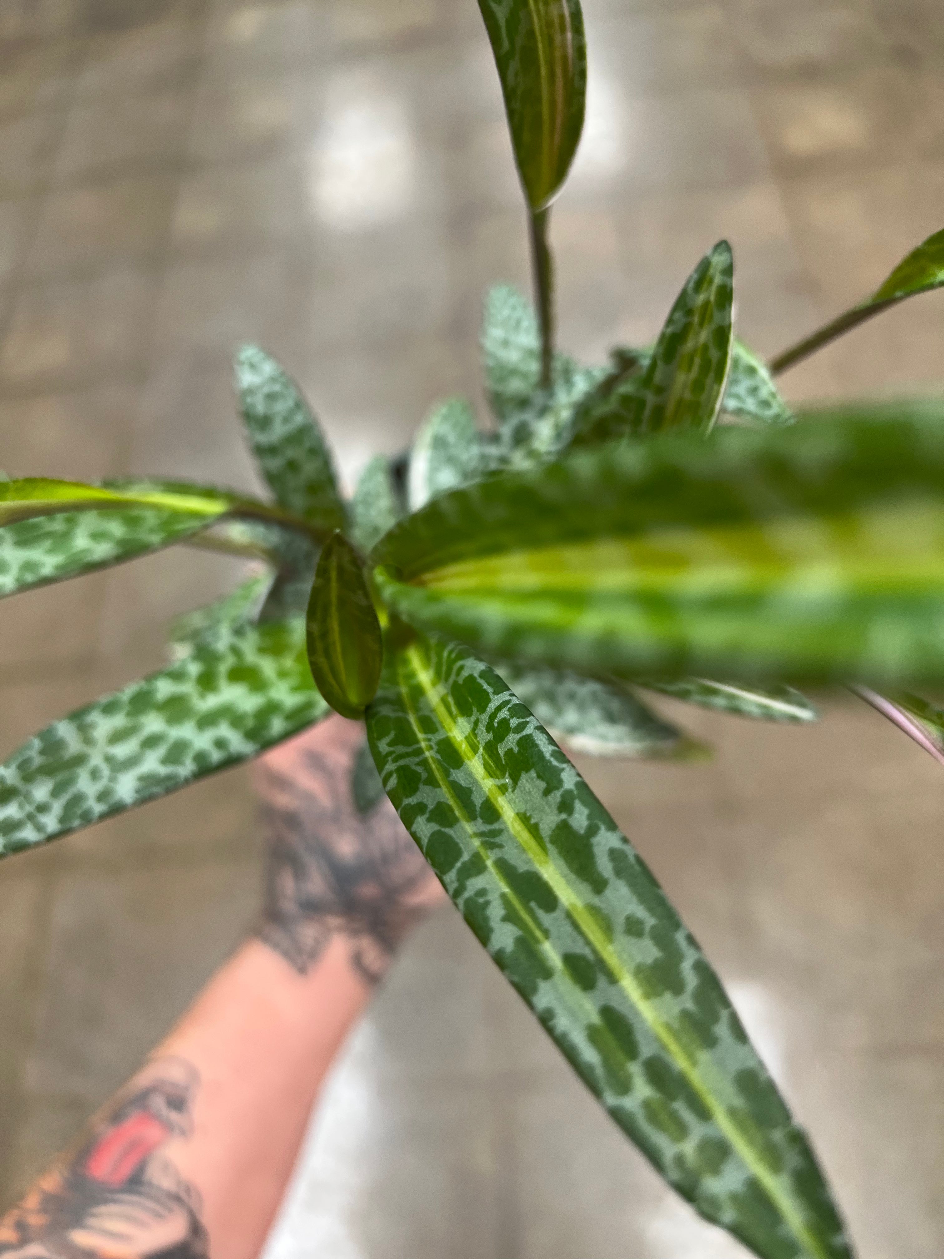 Ledebouria socialis – jungleroseinc