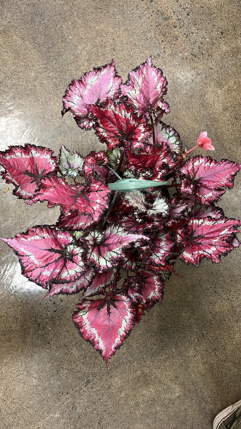 Bégonia Harmony's Raspberry Beret – jungleroseinc