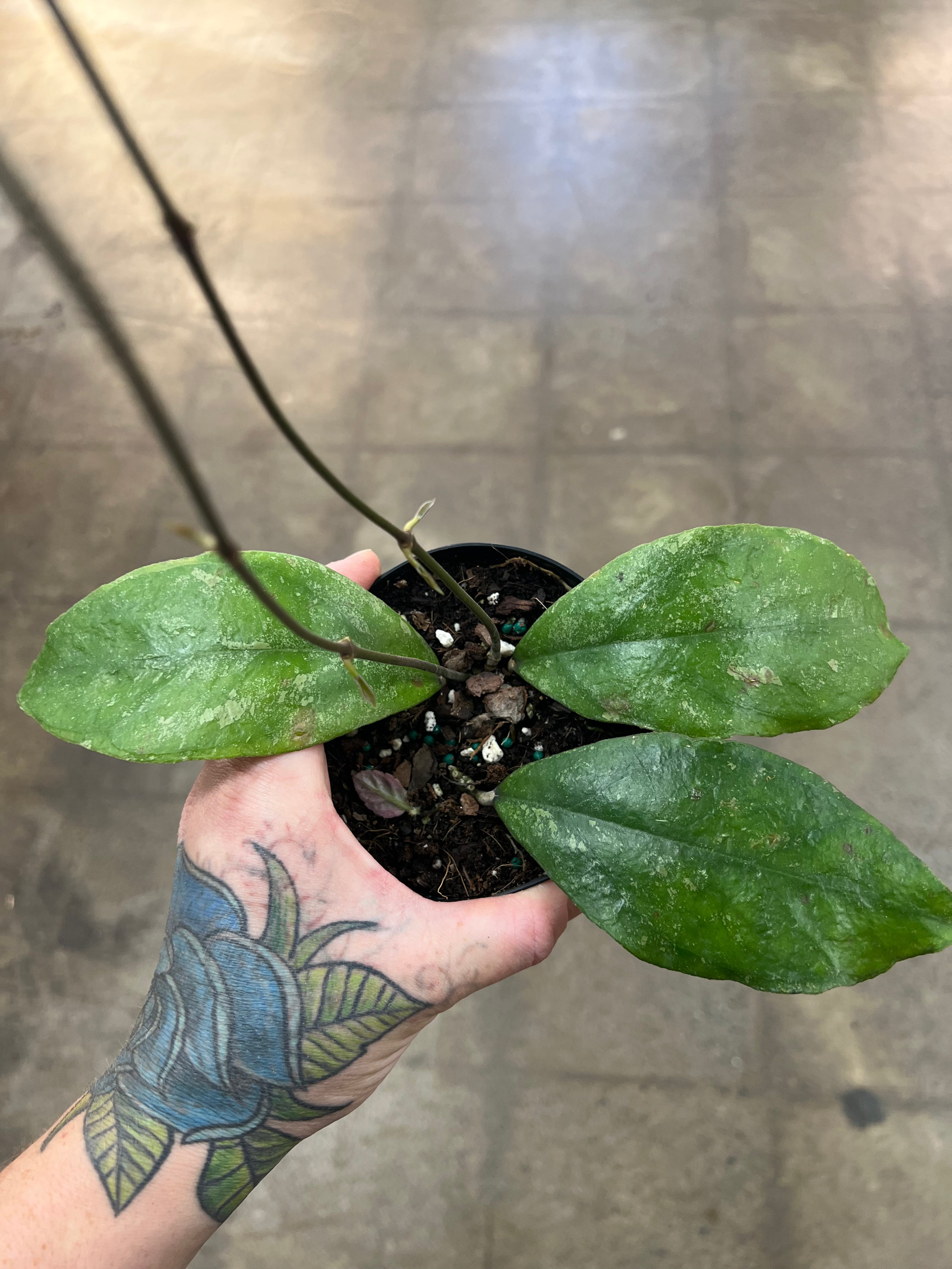 Hoya Chicken Farm – jungleroseinc