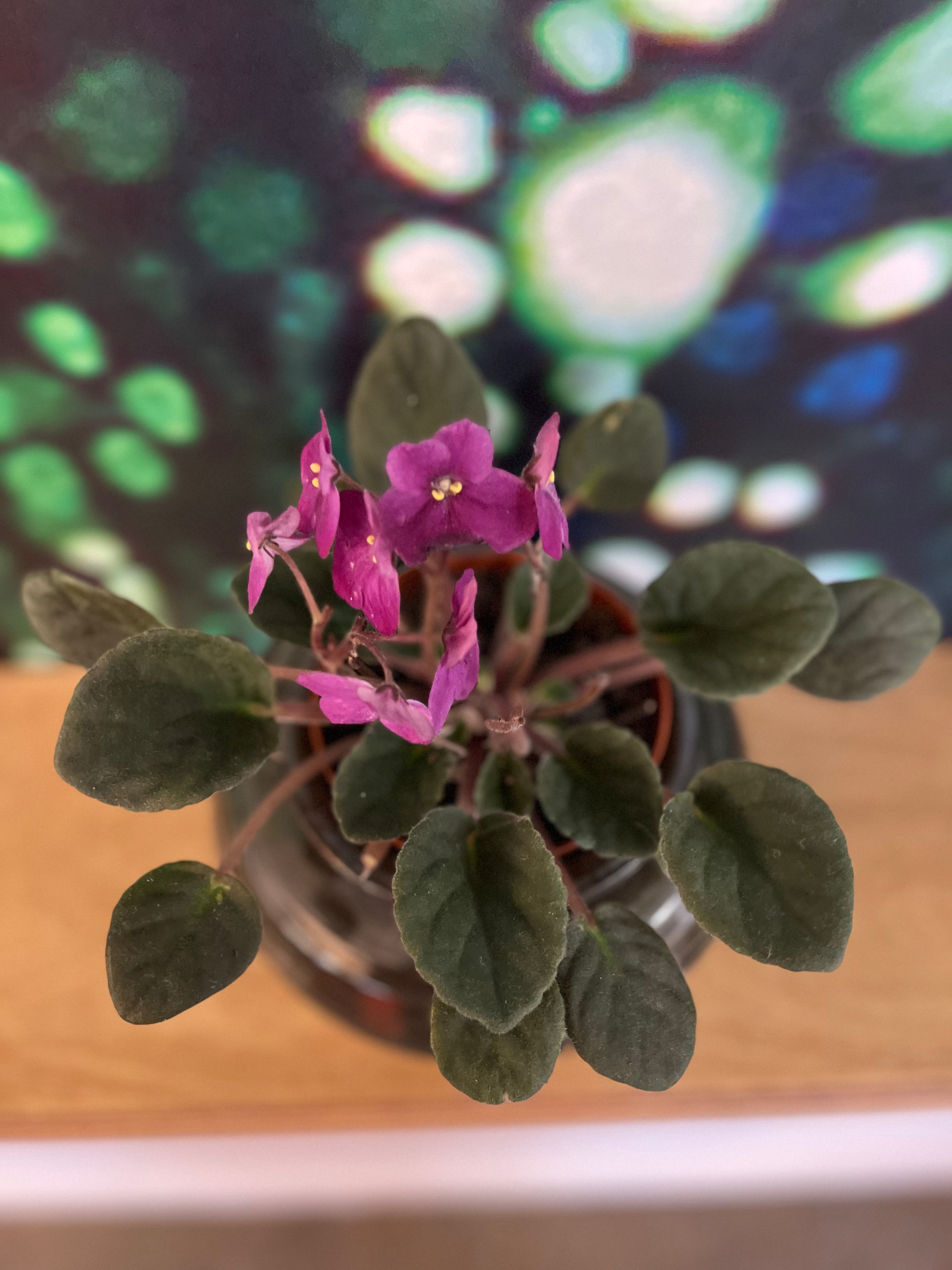 Violette Africaine – jungleroseinc