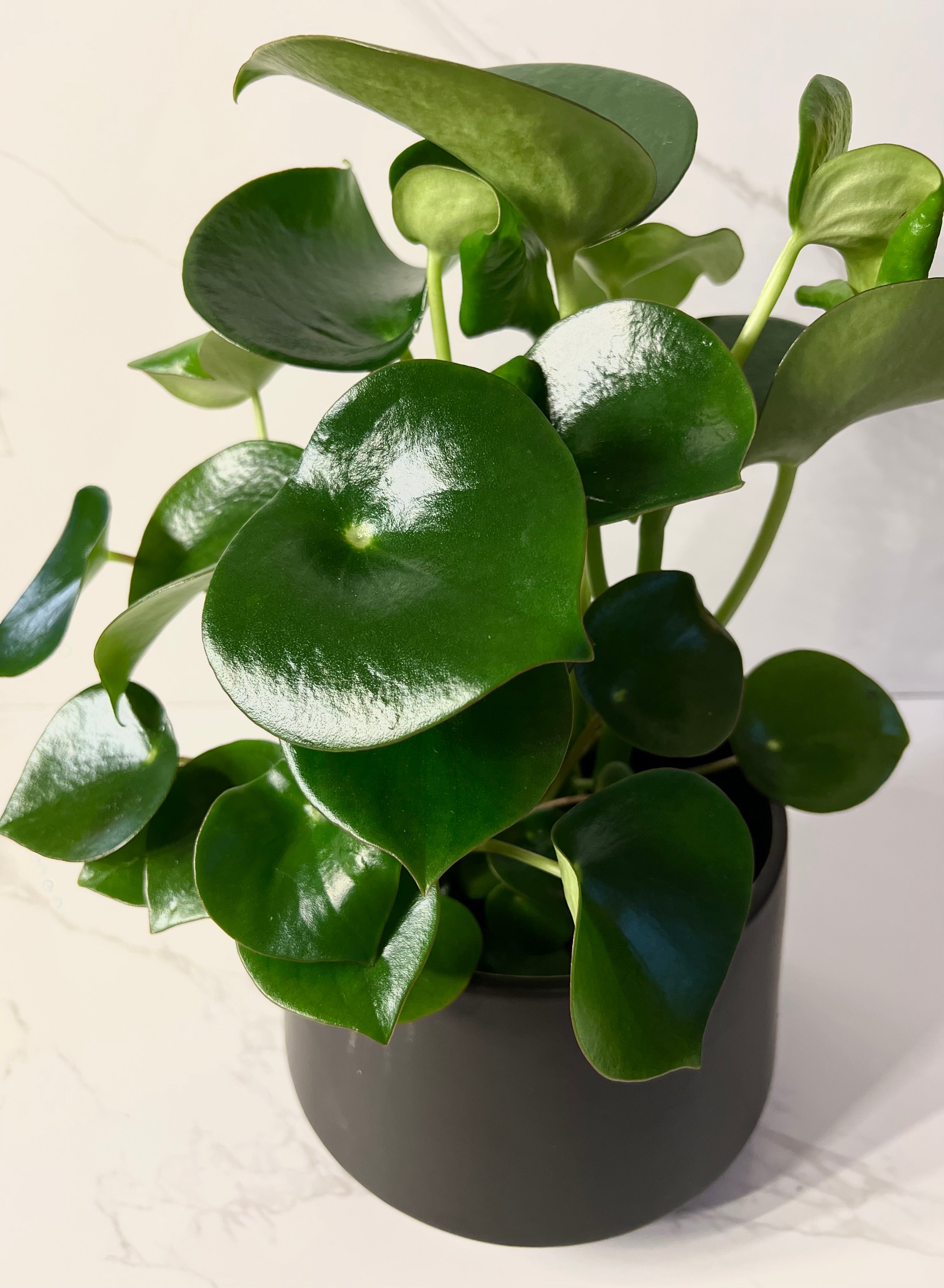 Peperomia Raindrop – jungleroseinc