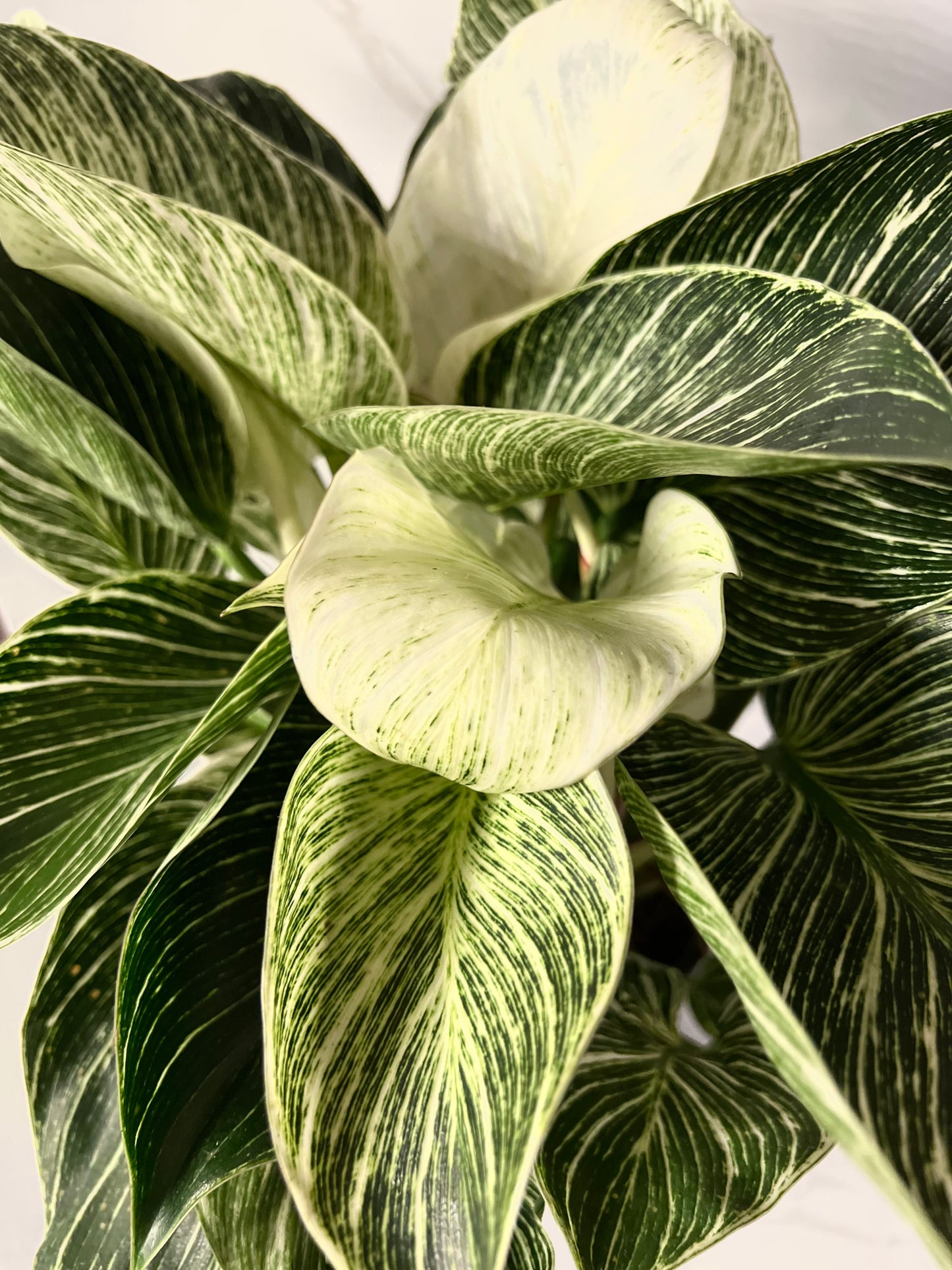 Philodendron Birkin – jungleroseinc