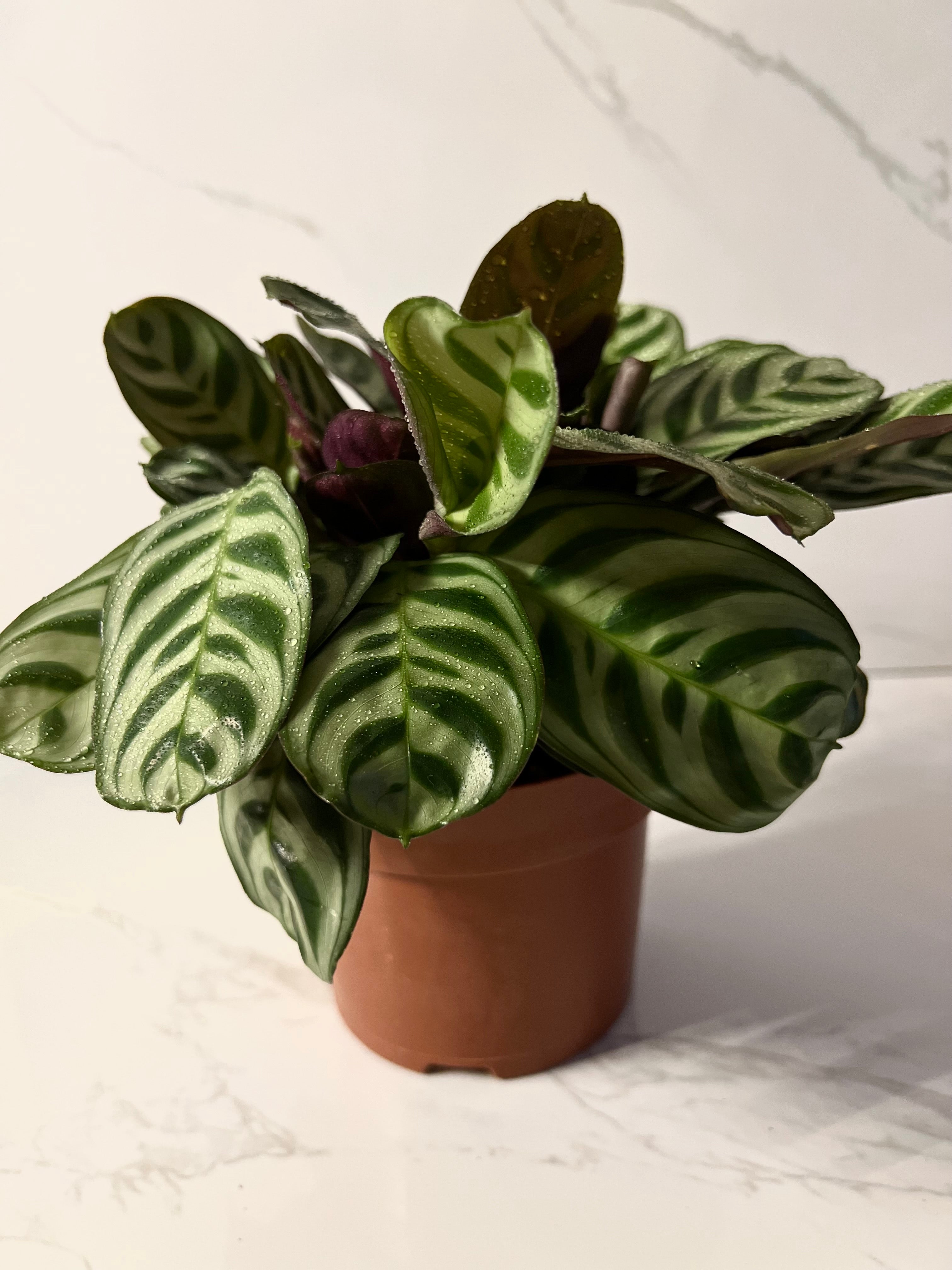 Calathea Burle-marxii – jungleroseinc