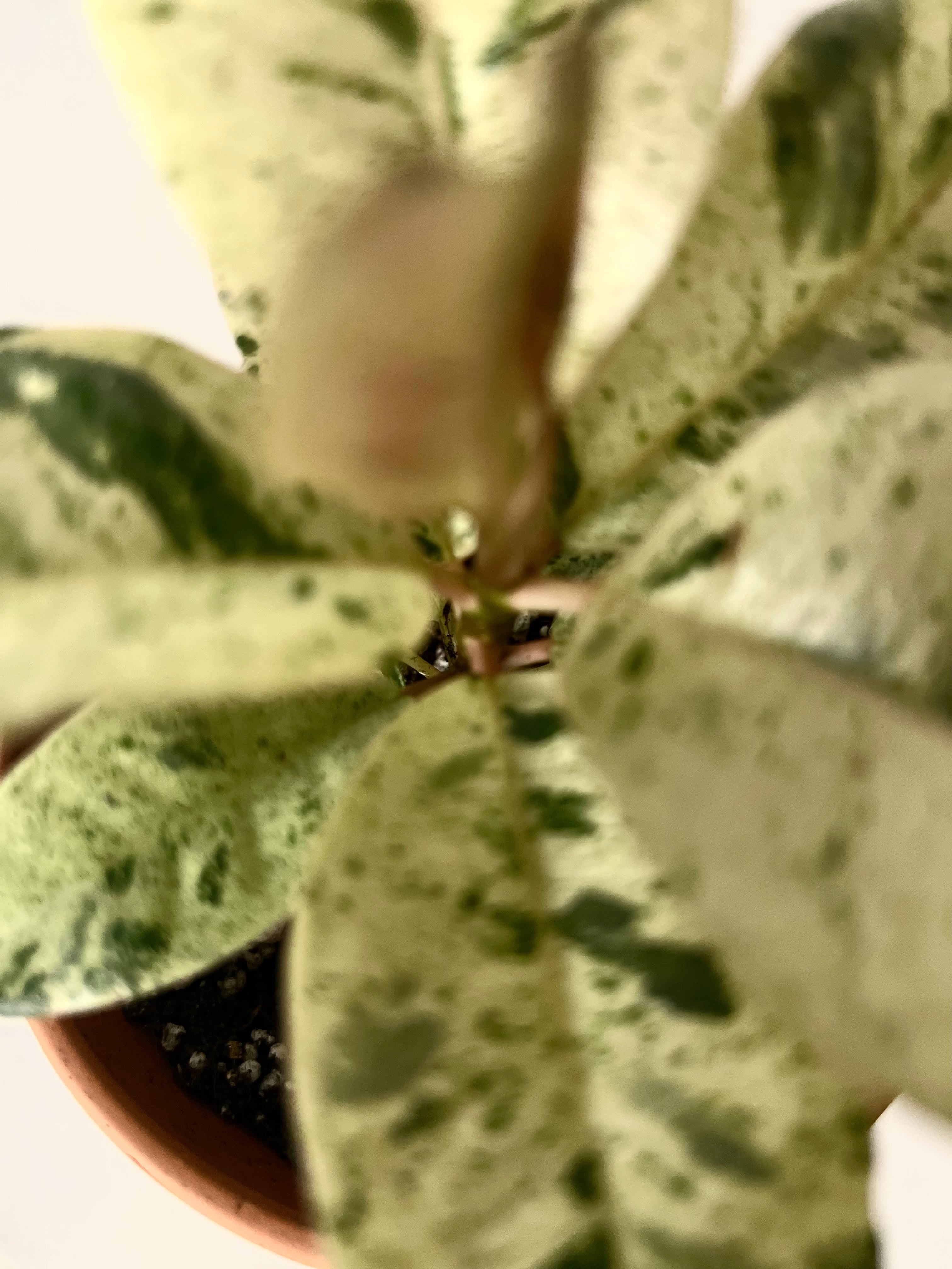 Ficus Shivereana Moonshine – jungleroseinc