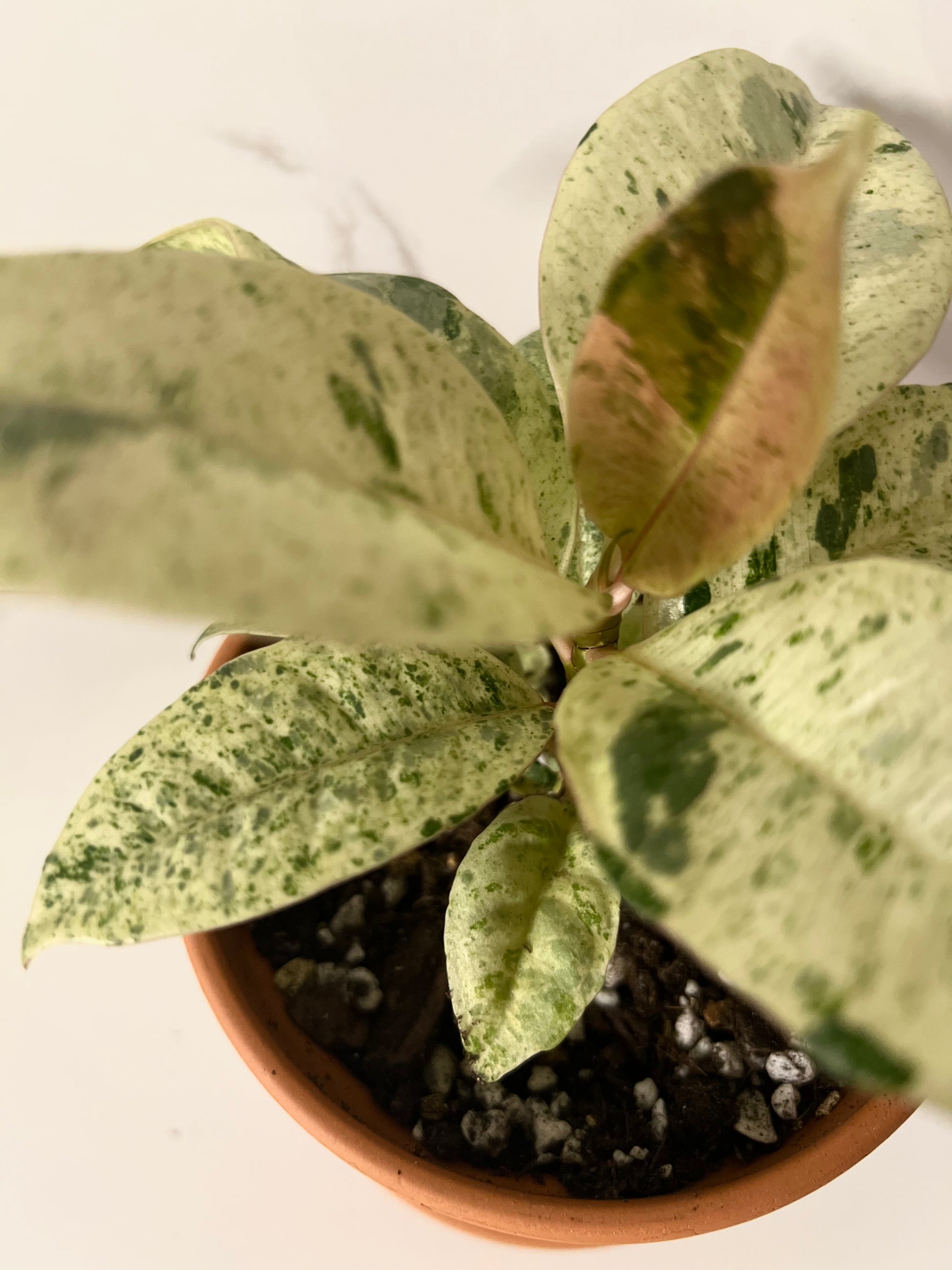 Ficus Shivereana Moonshine – jungleroseinc