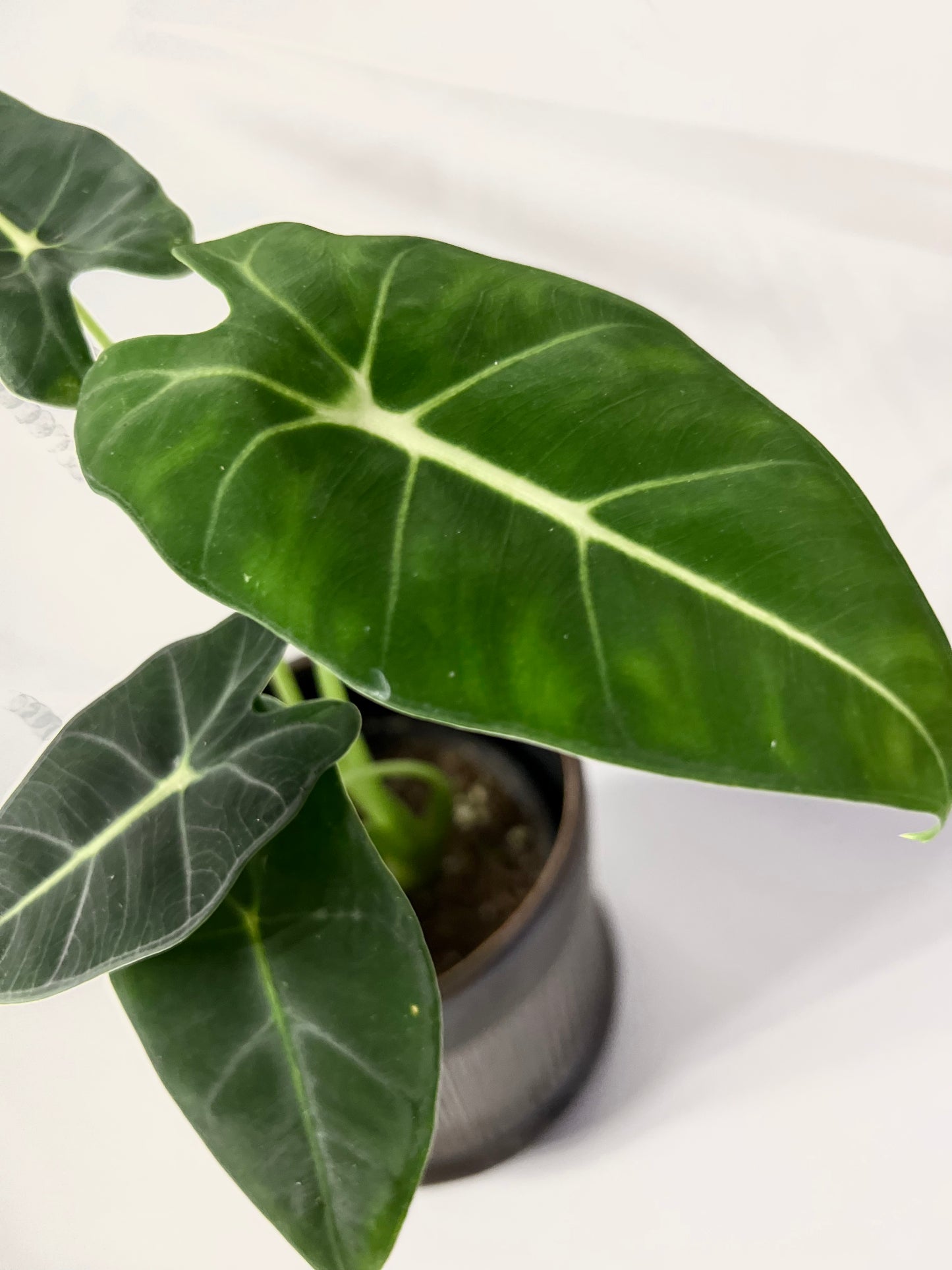 Alocasia Frydek – jungleroseinc