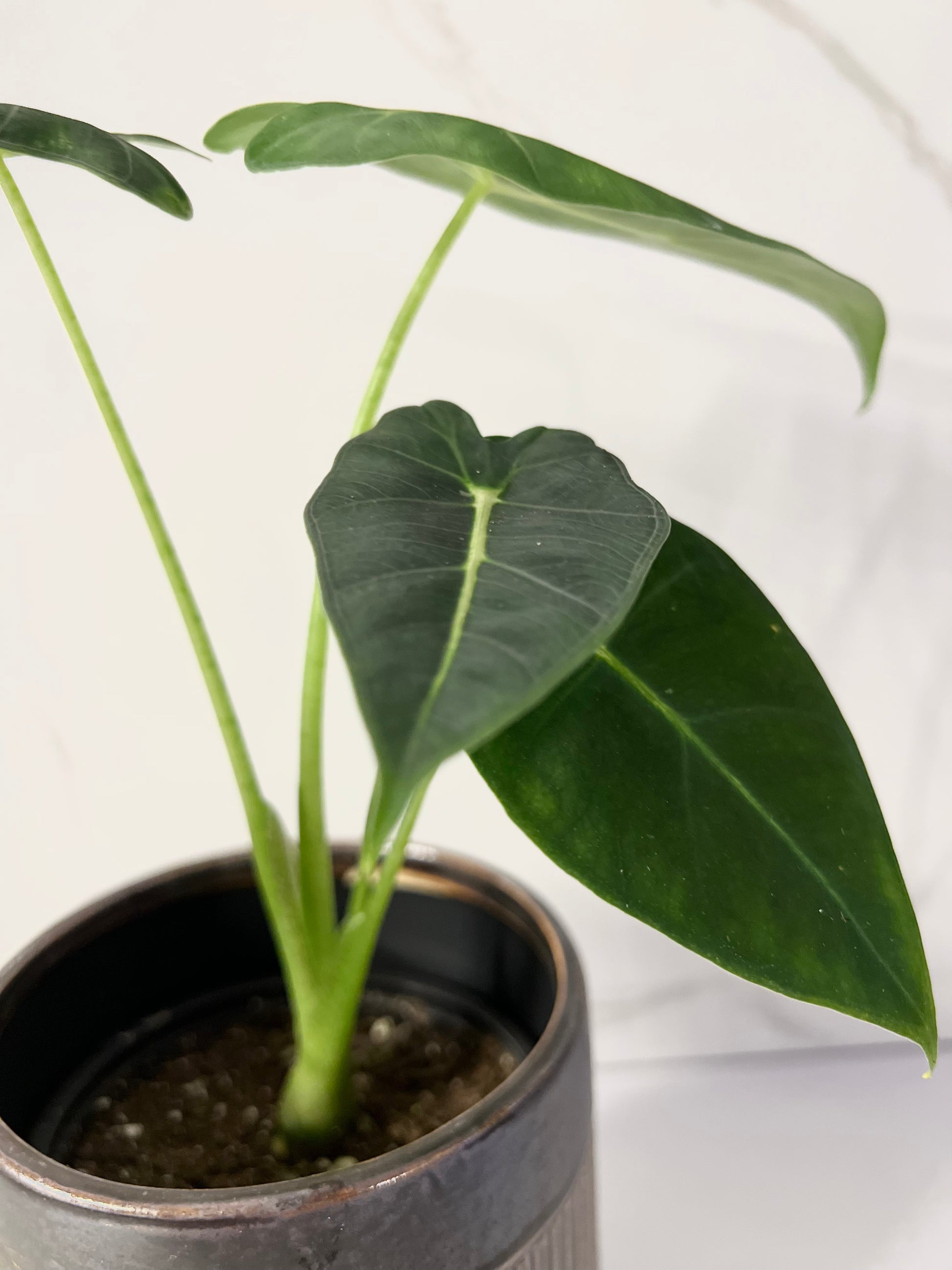 Alocasia Frydek – jungleroseinc
